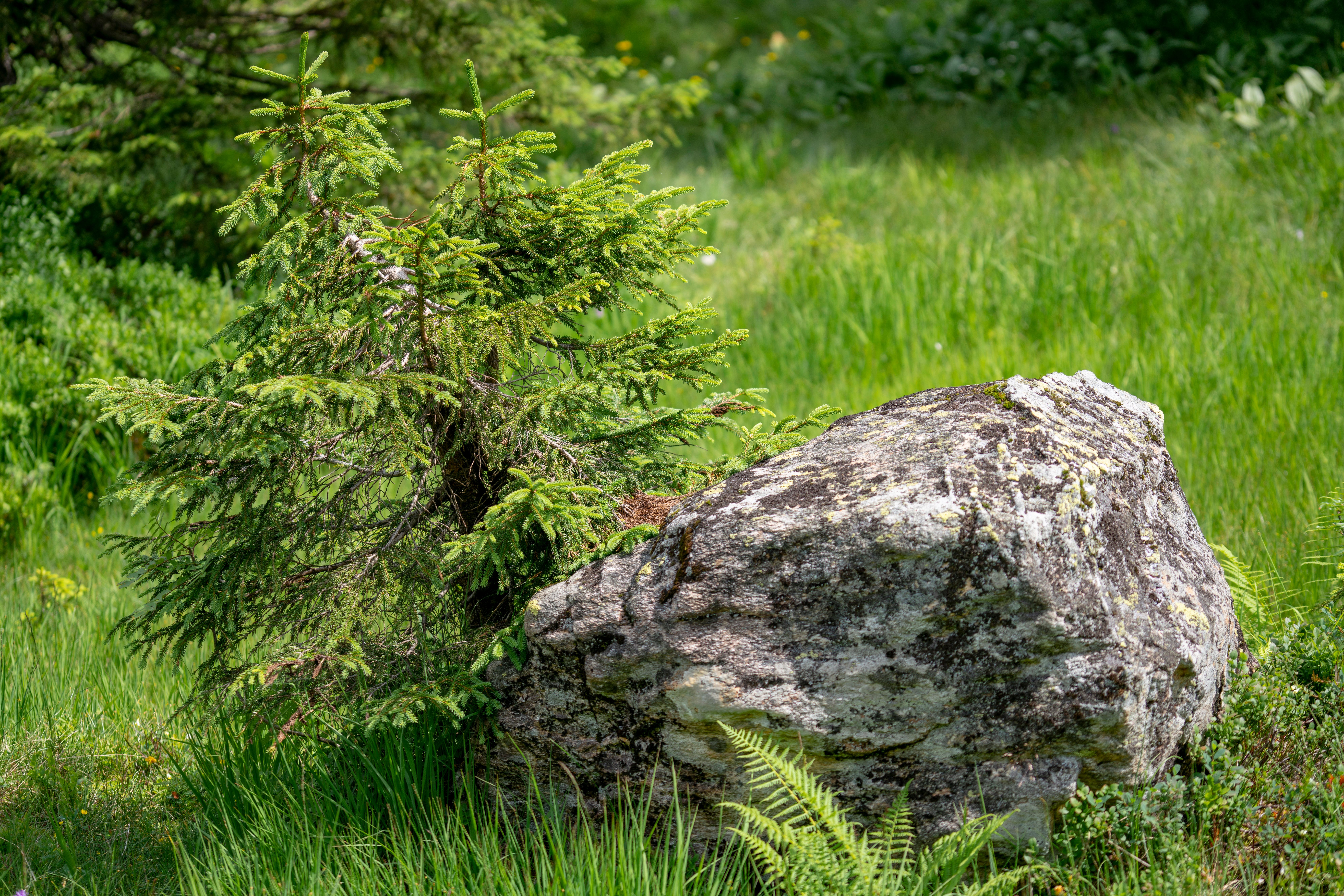 Lush Green Forest Scene with Rock and Pine Tree · Free Stock Photo