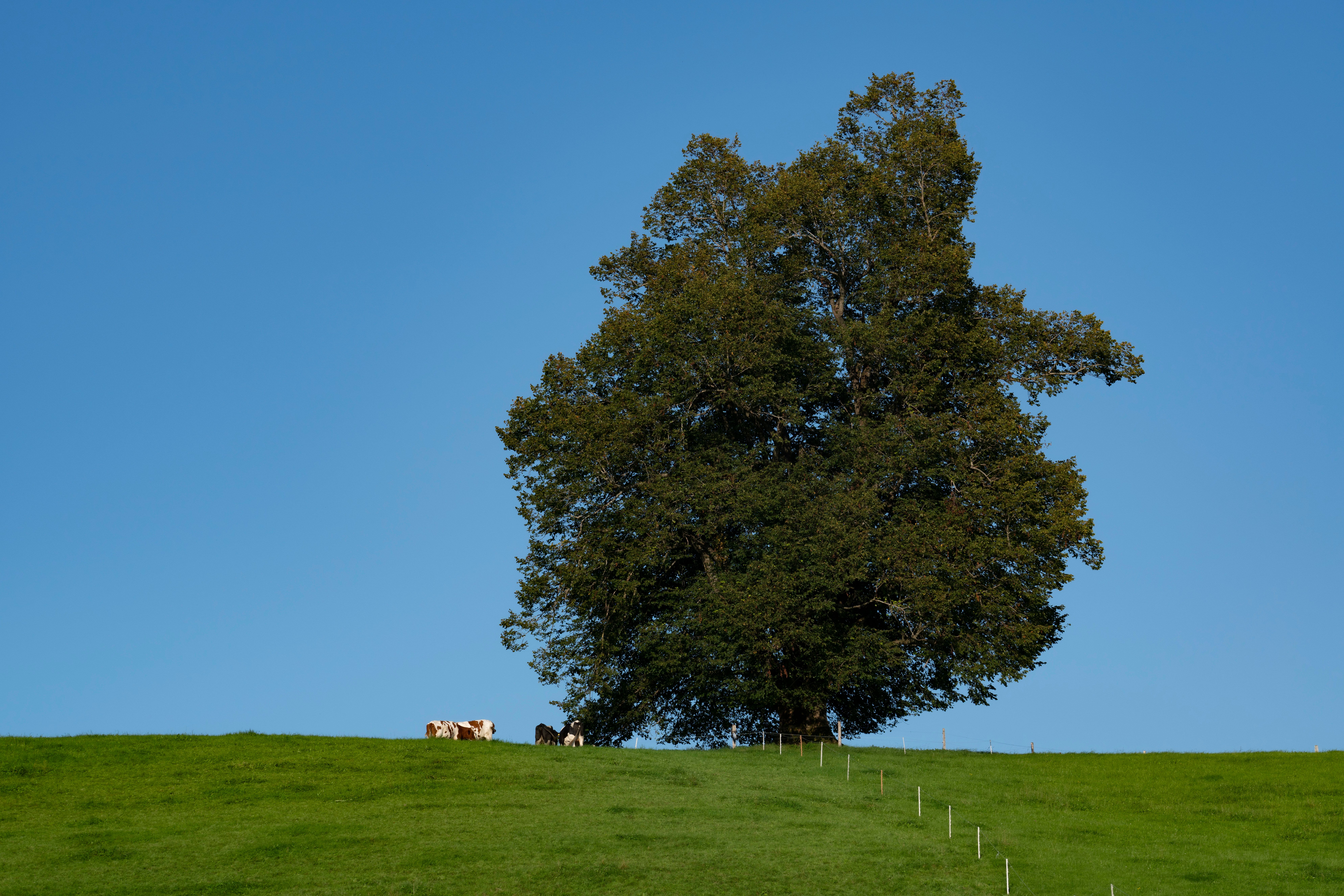 Tranquil Countryside Landscape with Cows and Tree · Free Stock Photo
