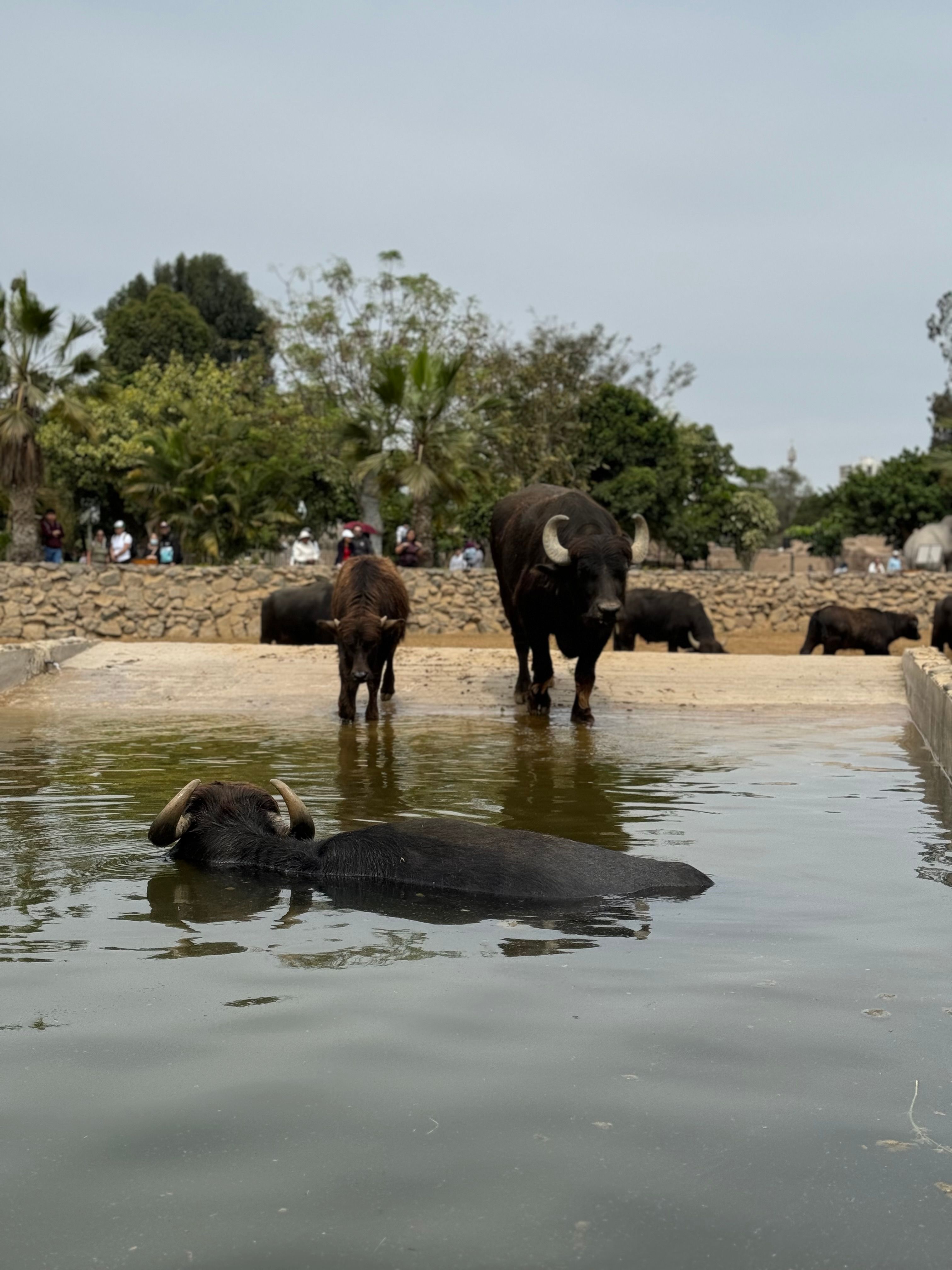 Water Buffalo Relaxing in Natural Habitat Pond · Free Stock Photo