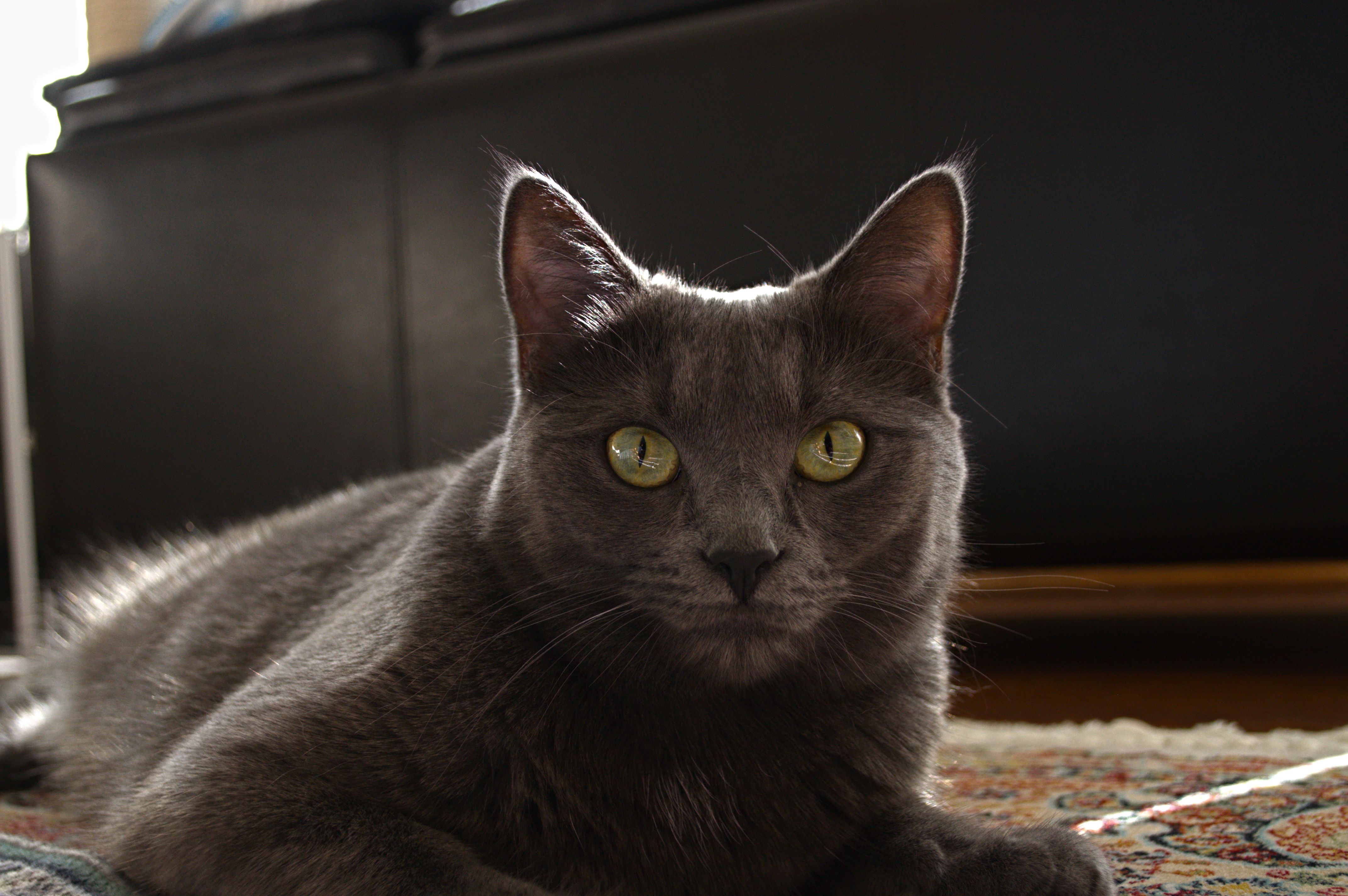 Elegant Grey Cat with Intense Gazing Eyes · Free Stock Photo