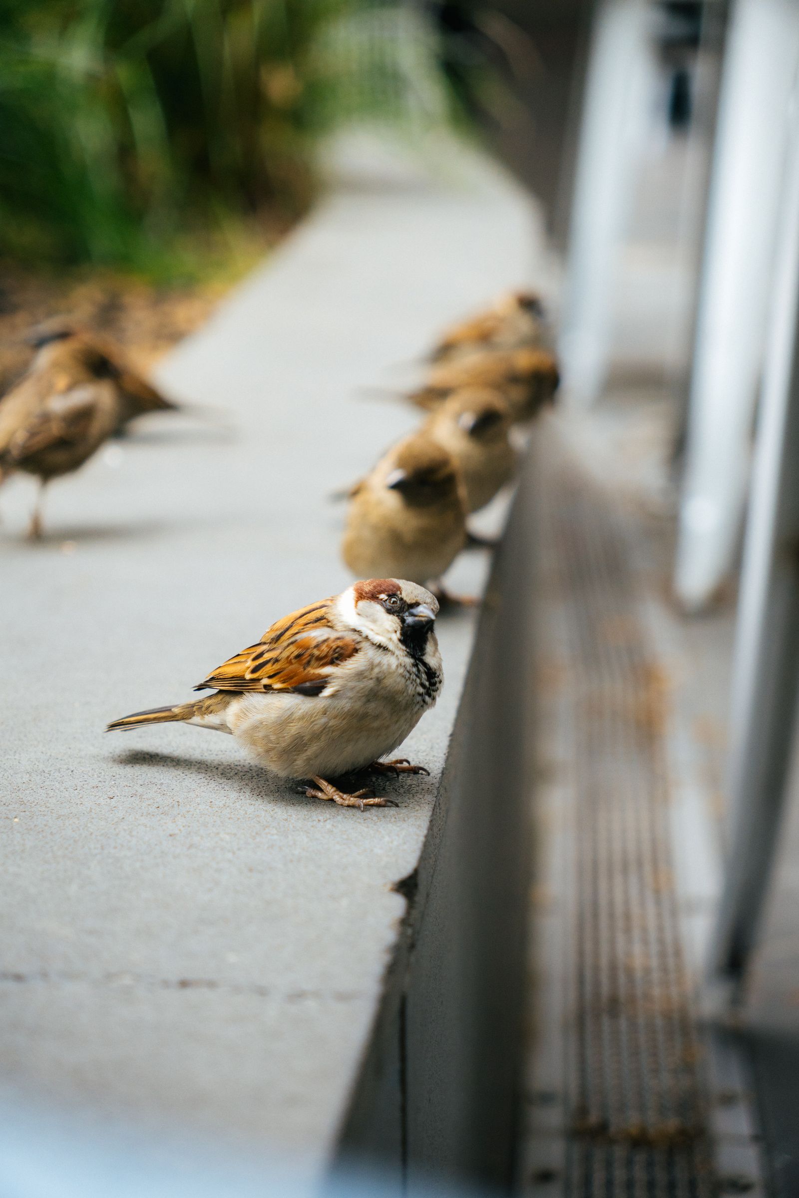 Sparrows Photos, Download The BEST Free Sparrows Stock Photos & HD Images