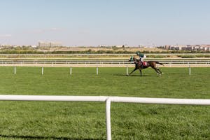 Race Horse Photos, Download The BEST Free Race Horse Stock Photos & HD ...