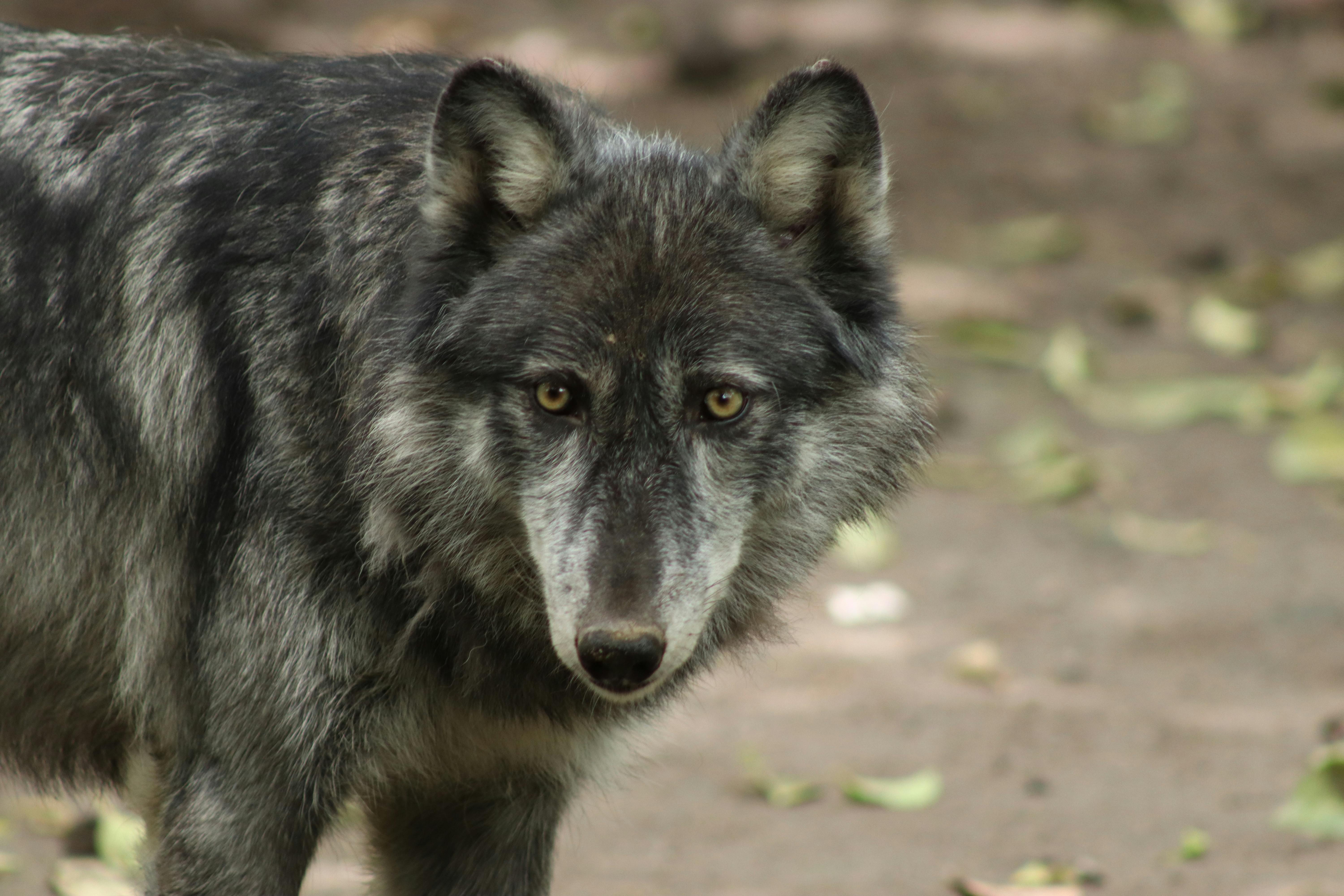 Majestic Grey Wolf in Chapultepec Park · Free Stock Photo