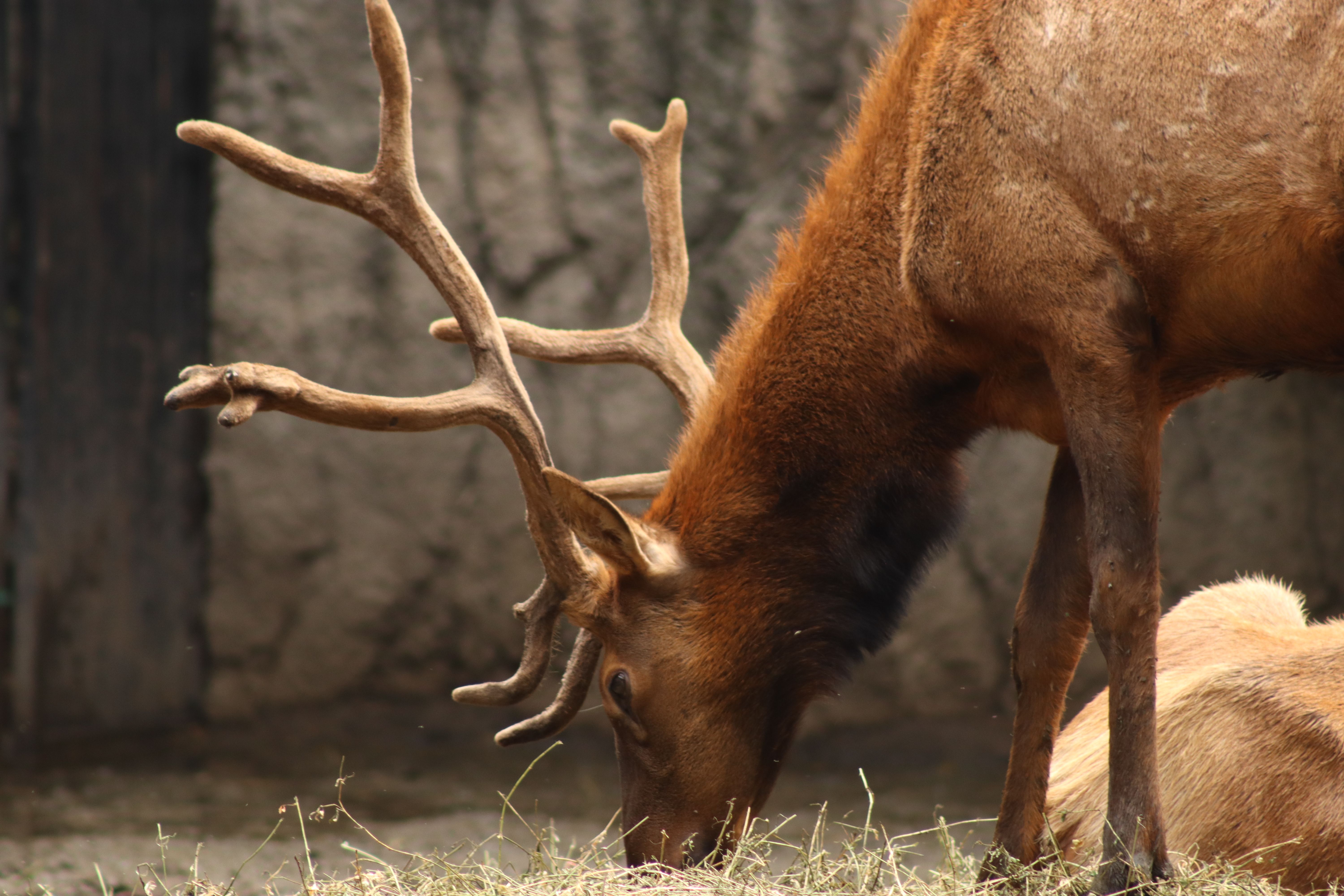 Primer Plano De Un Alce Pastando Con Astas En El Zoológico · Foto de ...