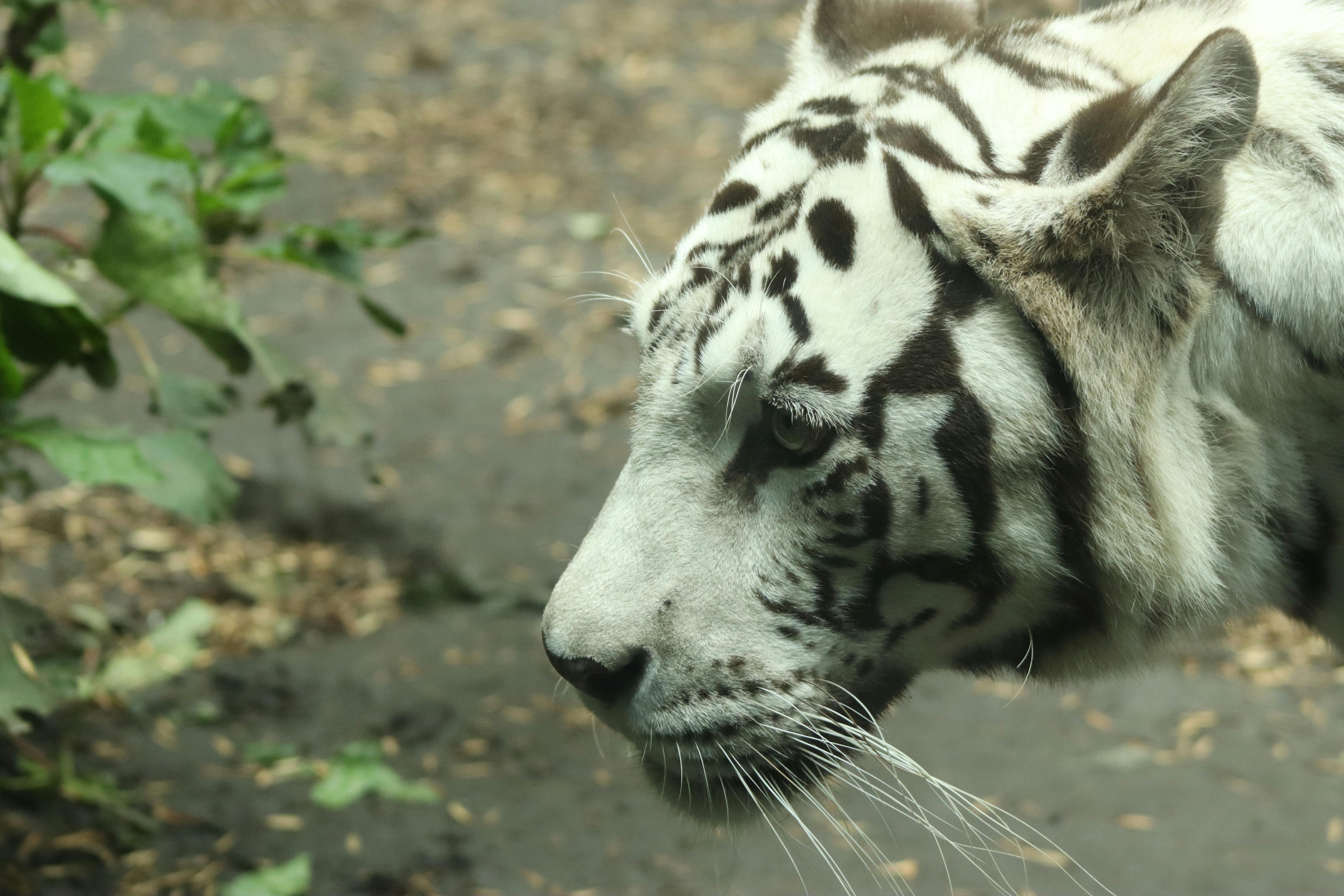 Nahaufnahme Eines Majestätischen Weißen Tigers Im Freien · Kostenloses ...
