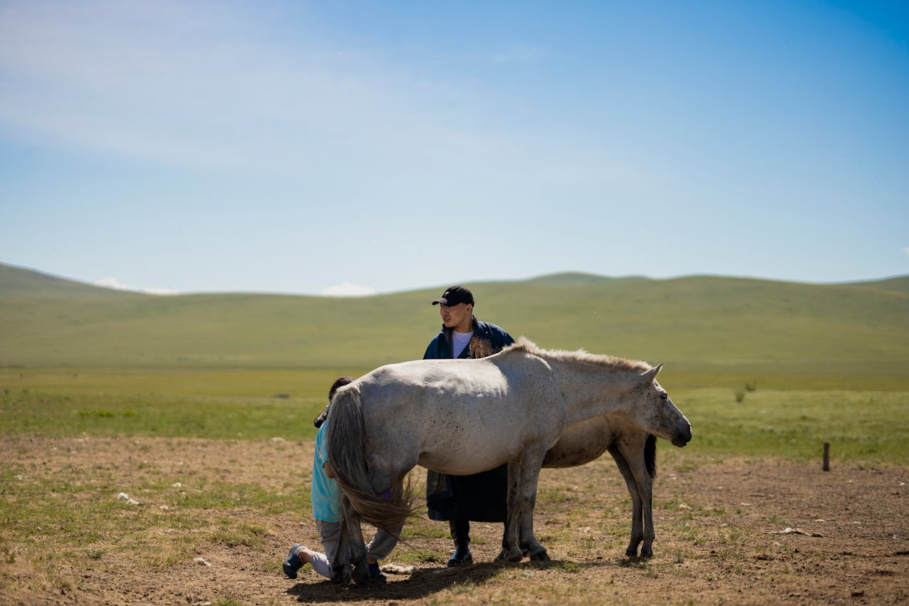 Horse Sheath Cleaning: Why It’s Crucial for Health