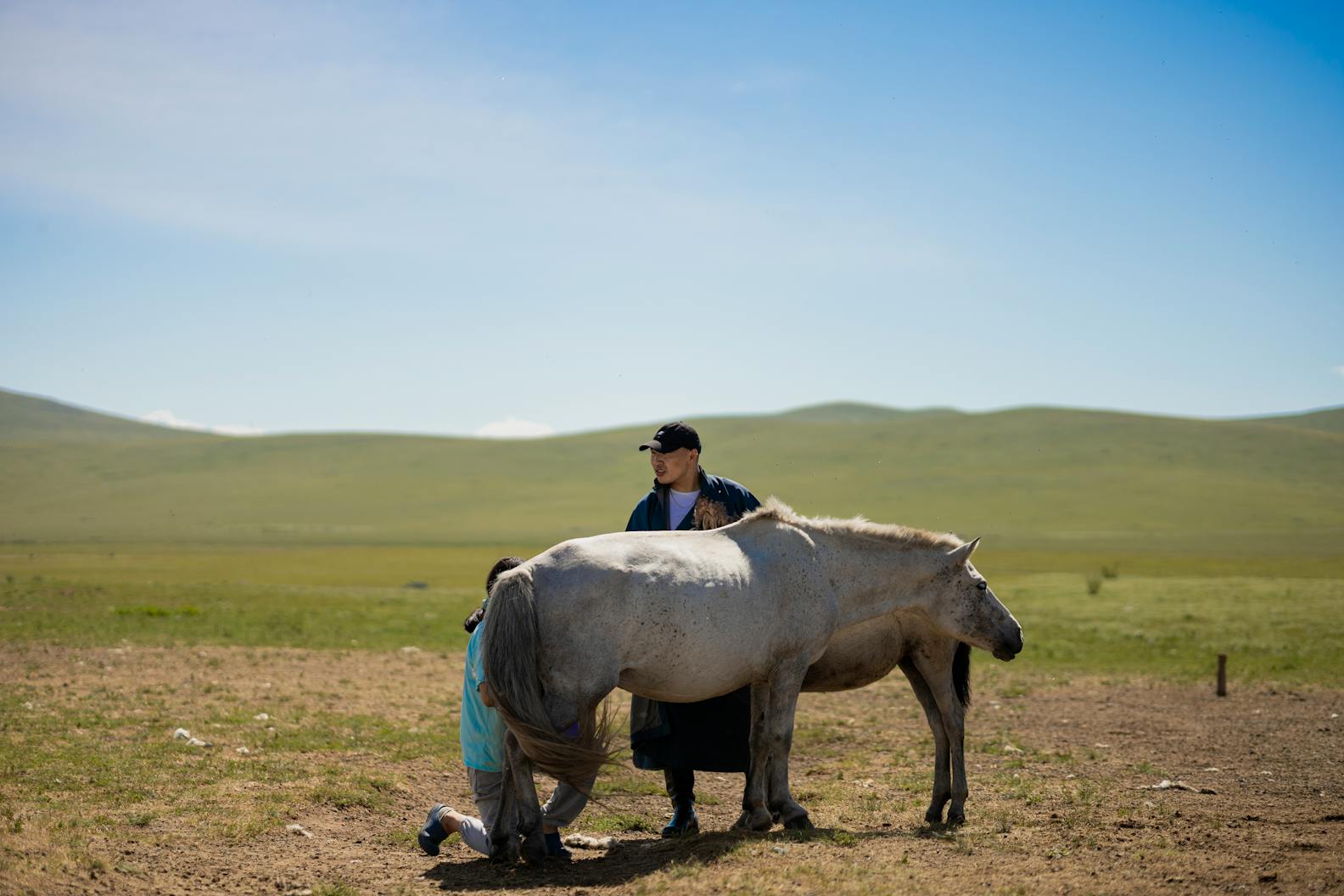 Horse Sheath Cleaning: Why It’s Crucial for Health