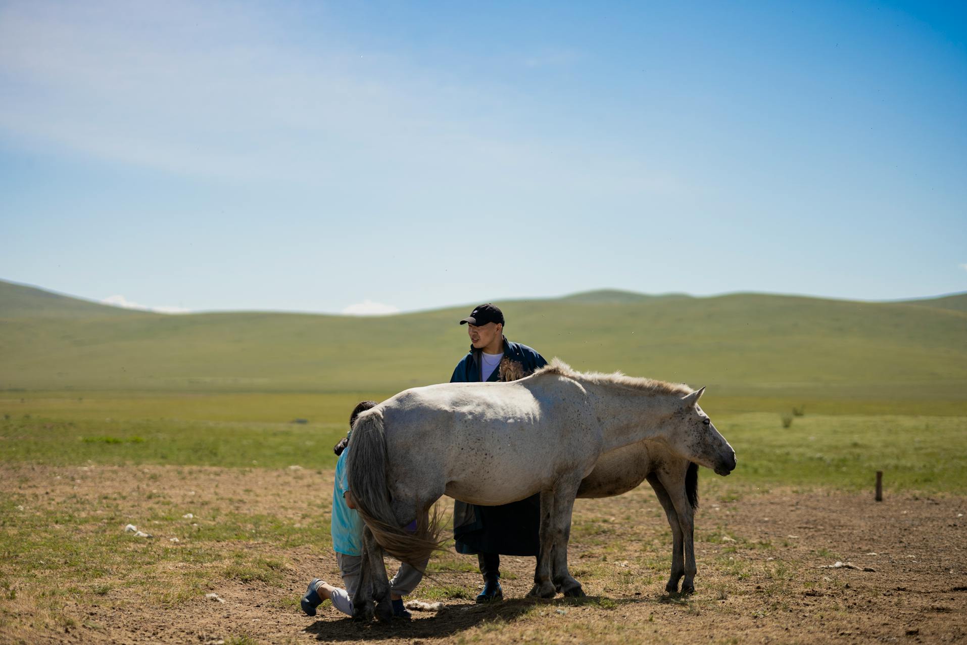 Horse Sheath Cleaning: Why It’s Crucial for Health