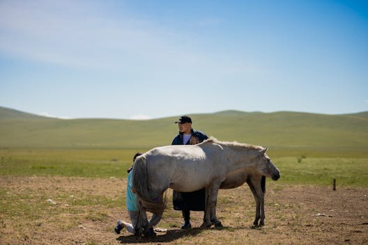 Horse Sheath Cleaning: Why It’s Crucial for Health