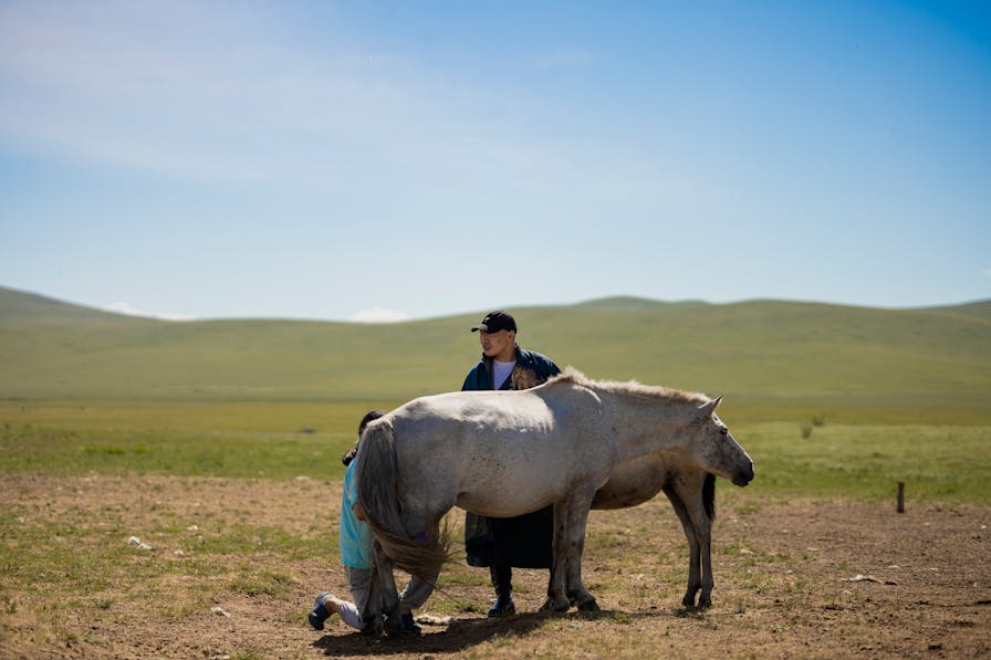 Horse Sheath Cleaning: Why It’s Crucial for Health