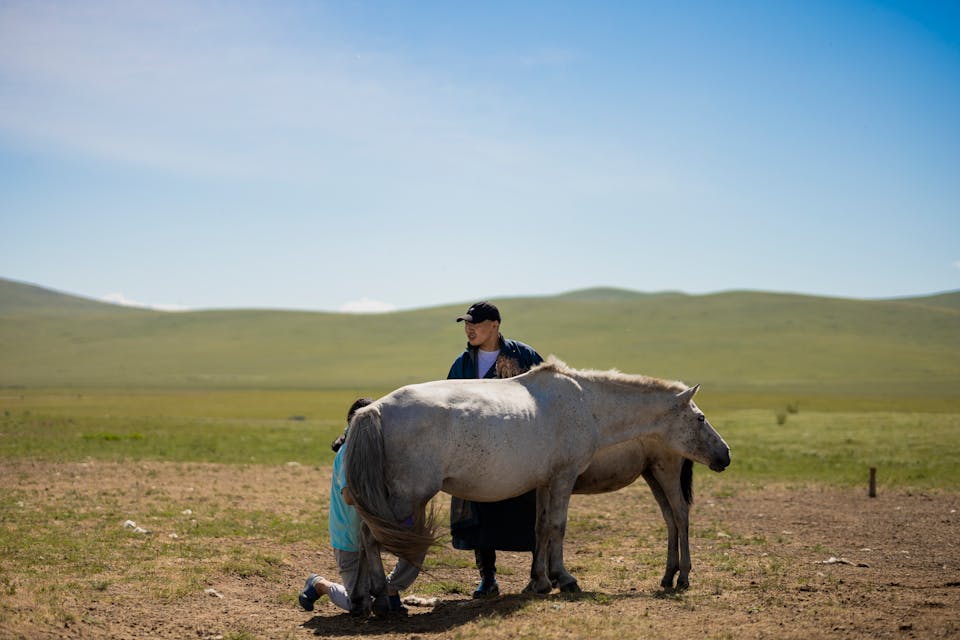 Horse Sheath Cleaning: Why It’s Crucial for Health