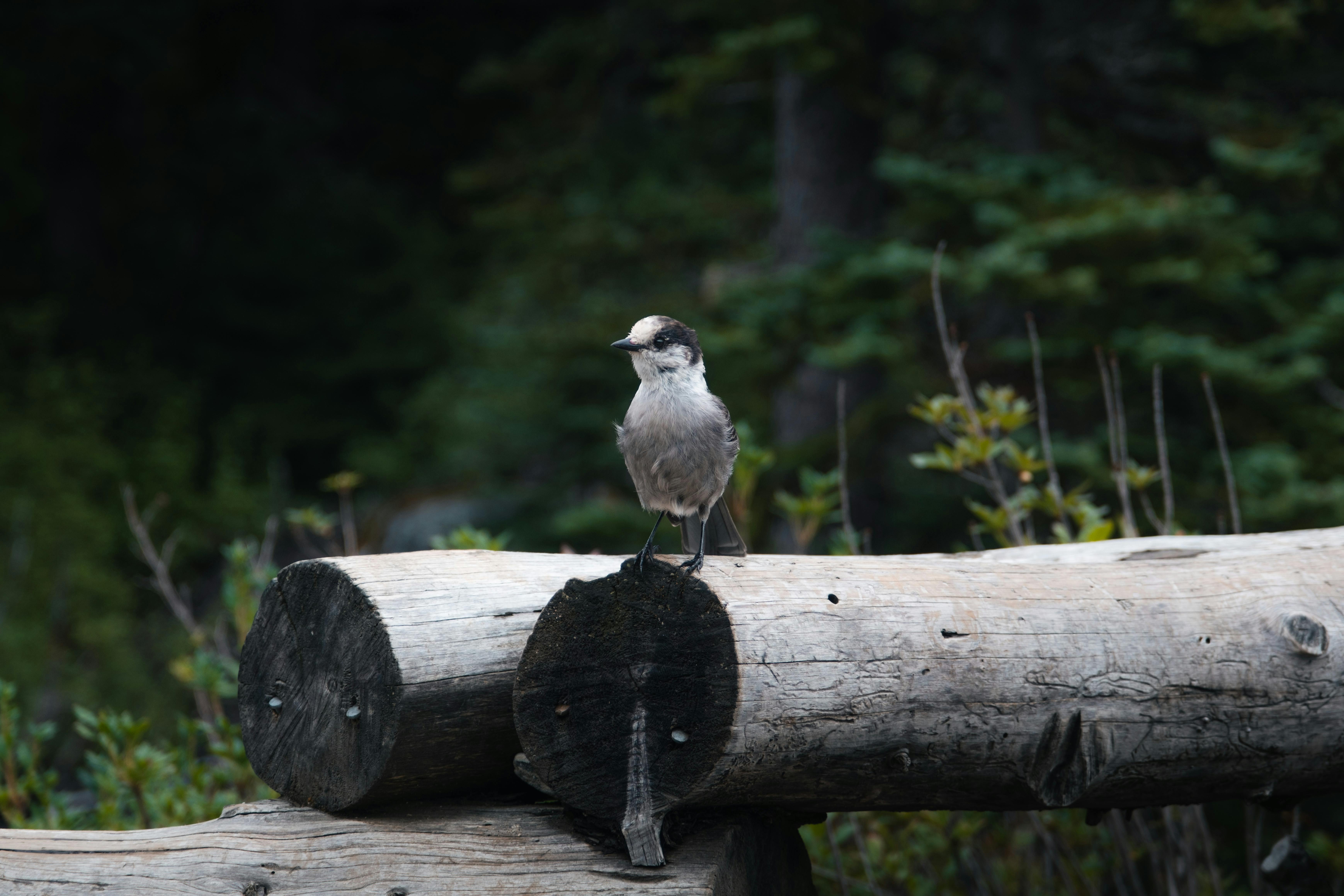 Bird on a Log in Mount Currie Forest Setting · Free Stock Photo