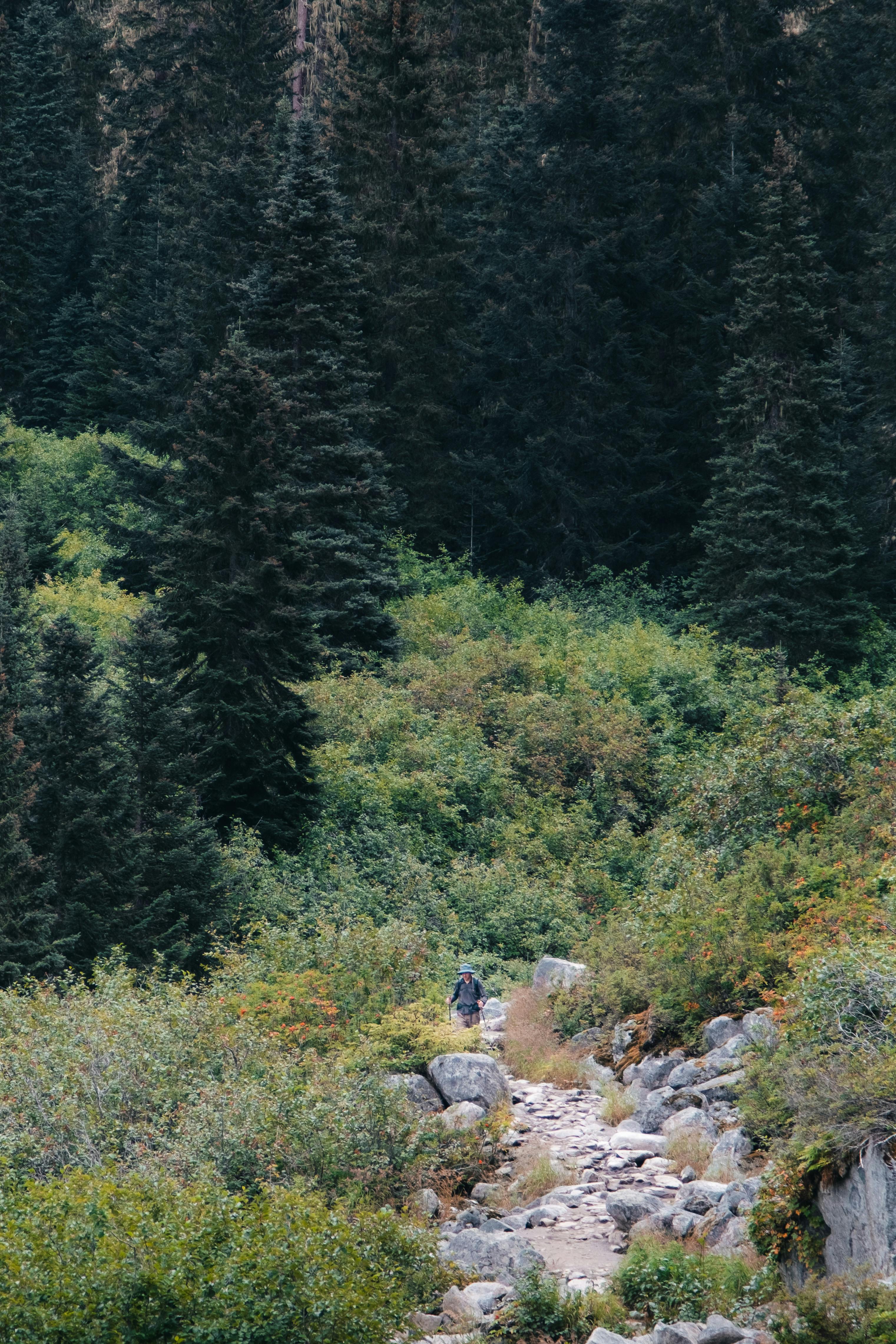 Scenic Hiking Trail in Mount Currie Forest · Free Stock Photo
