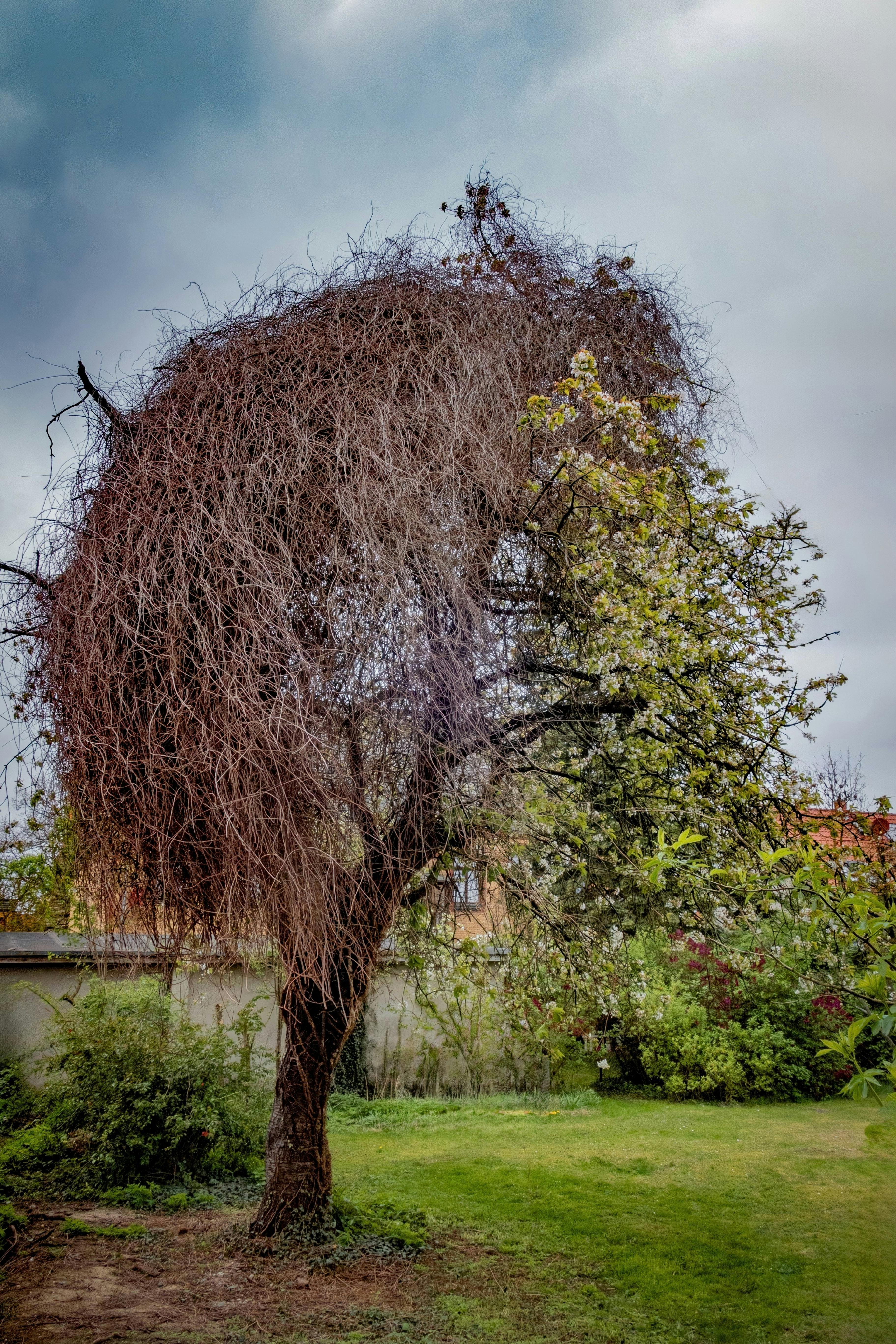Contrasting Tree Life and Death in Nature · Free Stock Photo