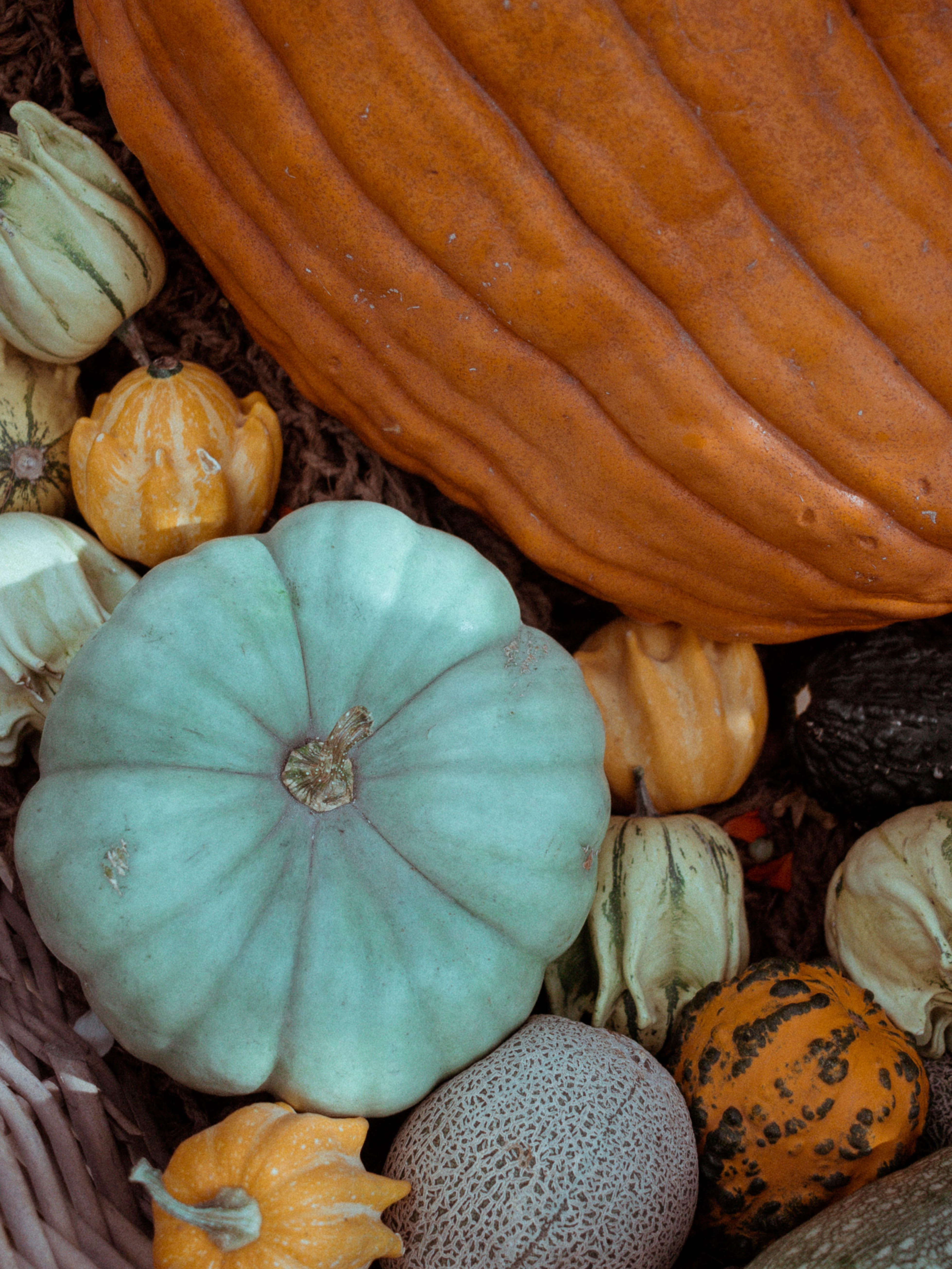 Colorful Autumn Gourds and Pumpkins Composition · Free Stock Photo