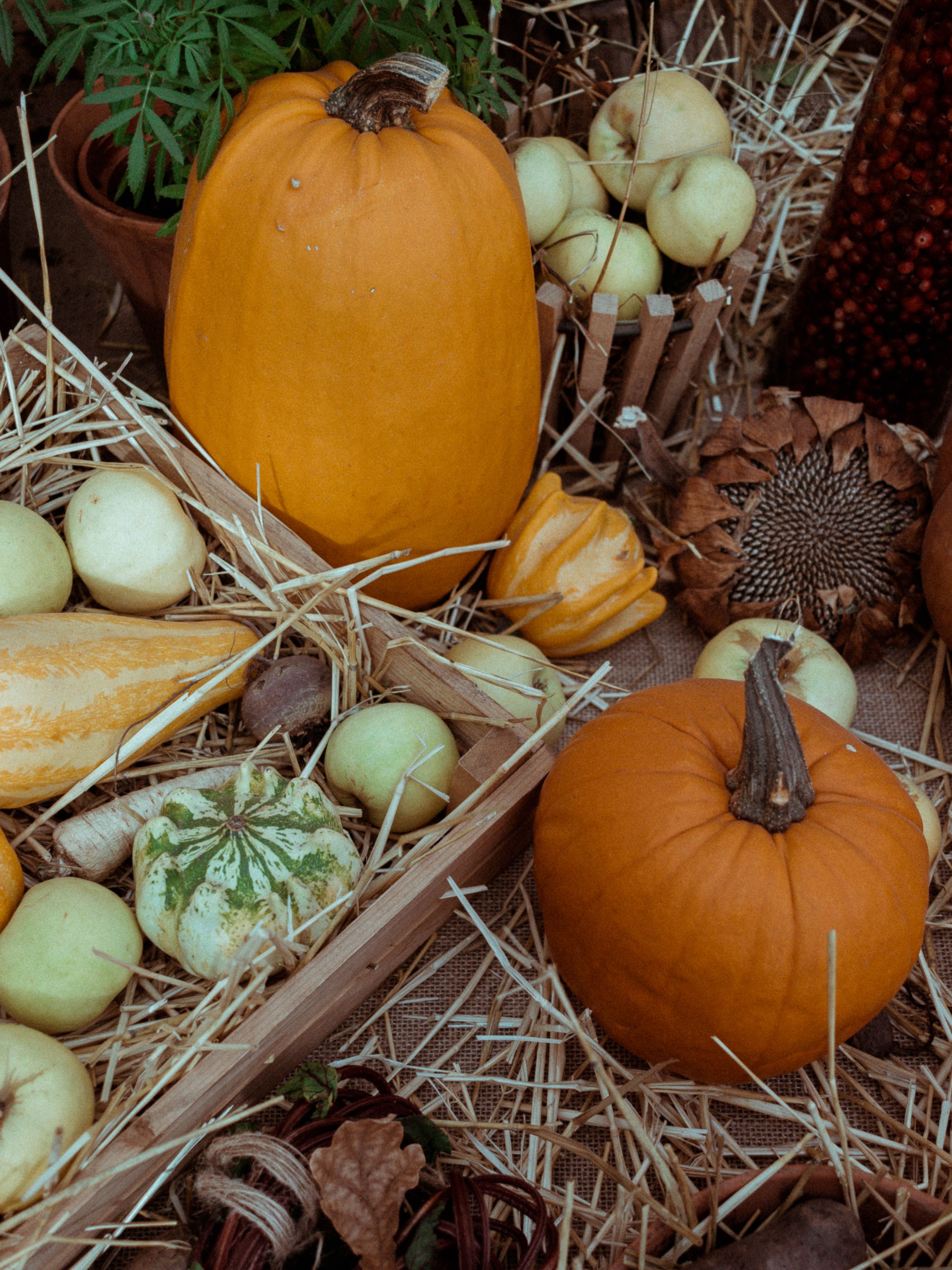 Autumn Harvest Display with Pumpkins and Apples · Free Stock Photo