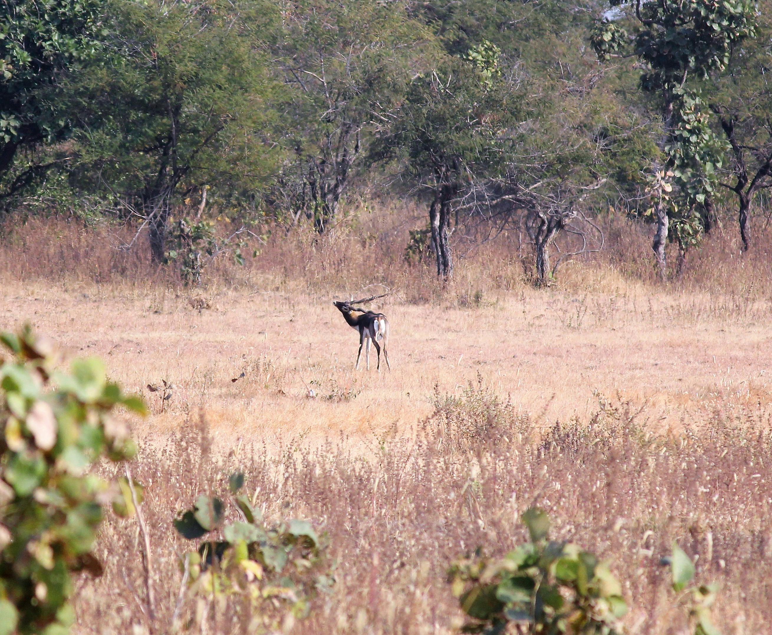 Sheetal Rane - 사진