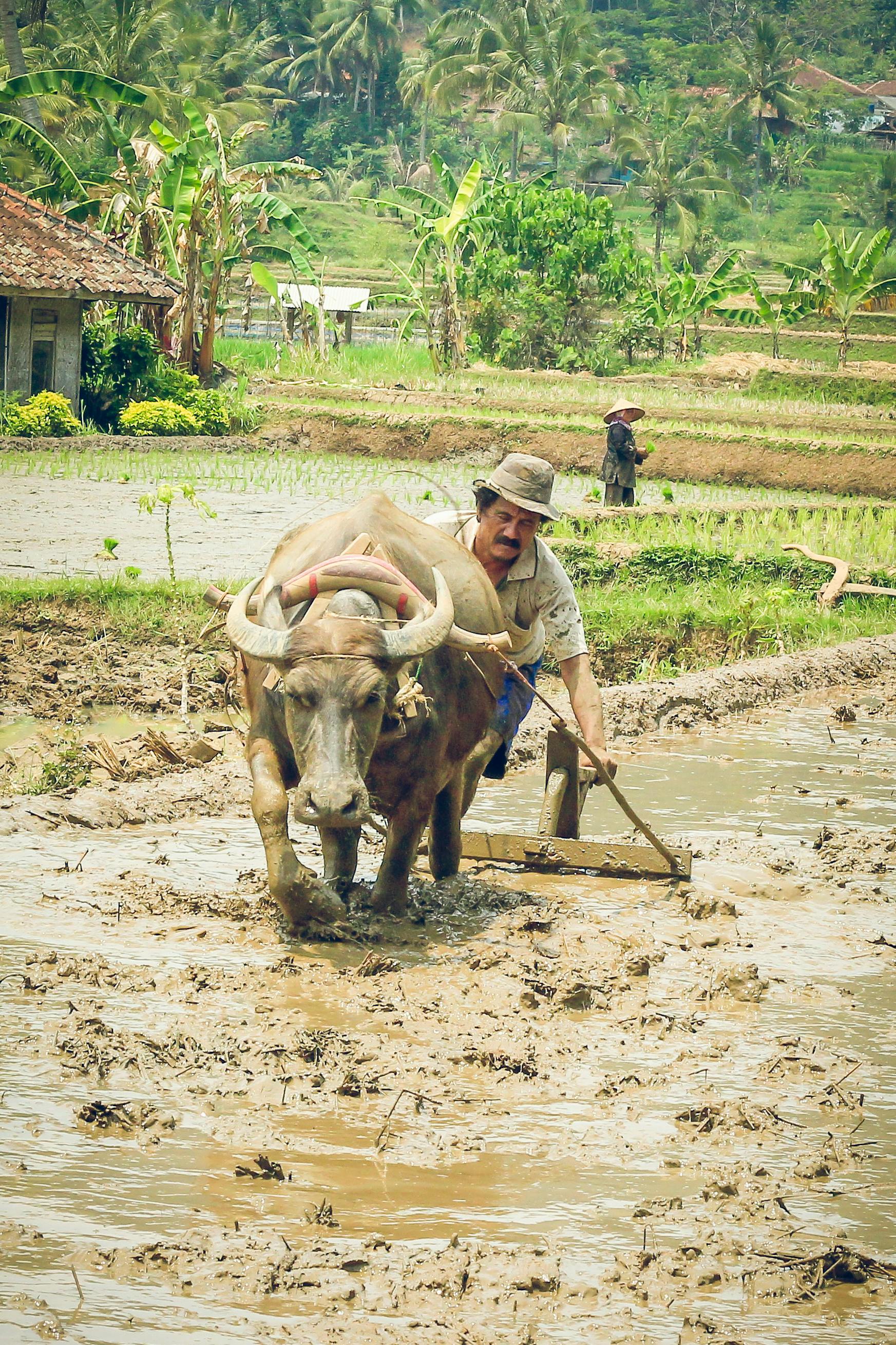 Traditional Farming in West Java Rice Field · Free Stock Photo