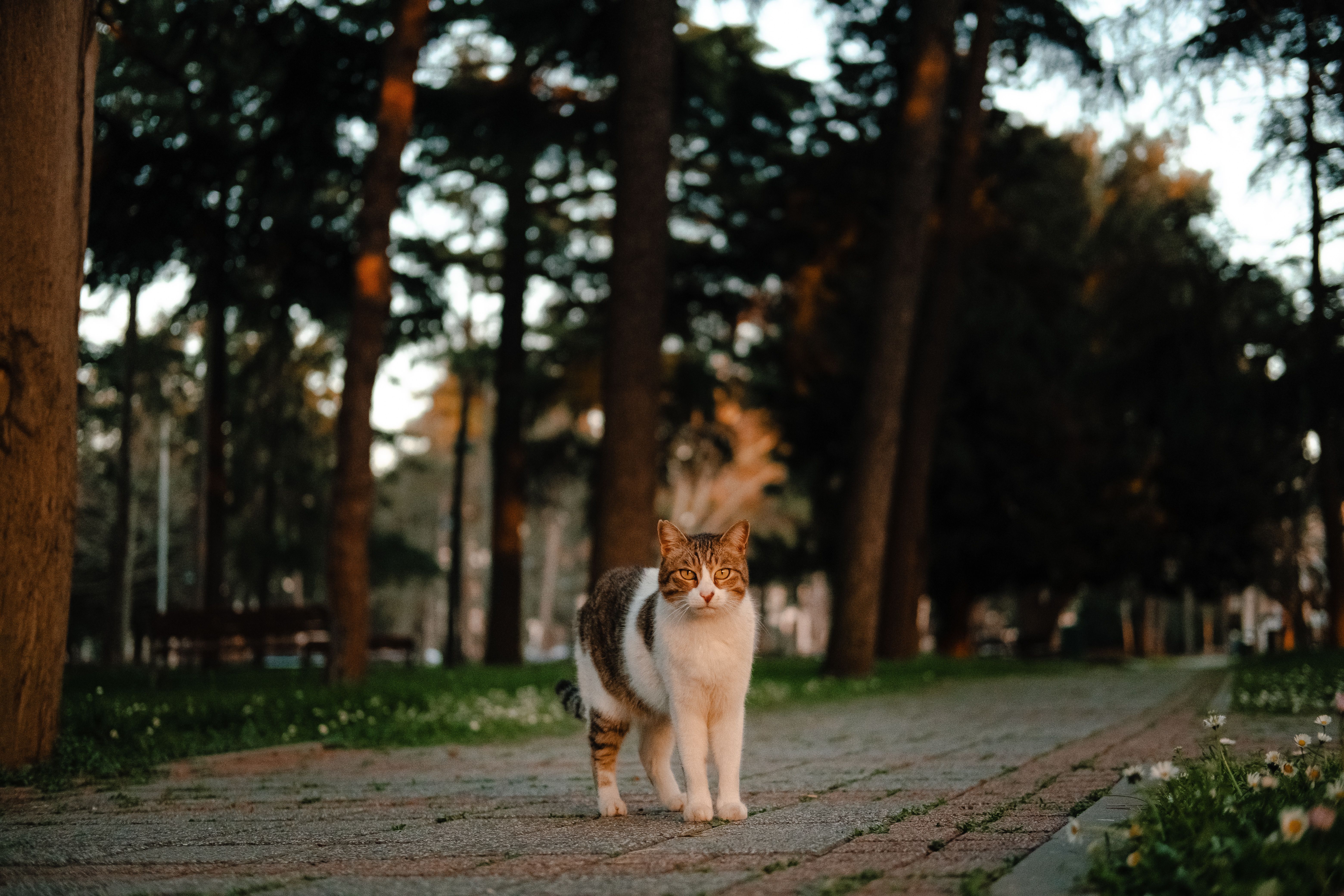 Cat Searching For Something Photos, Download The BEST Free Cat ...
