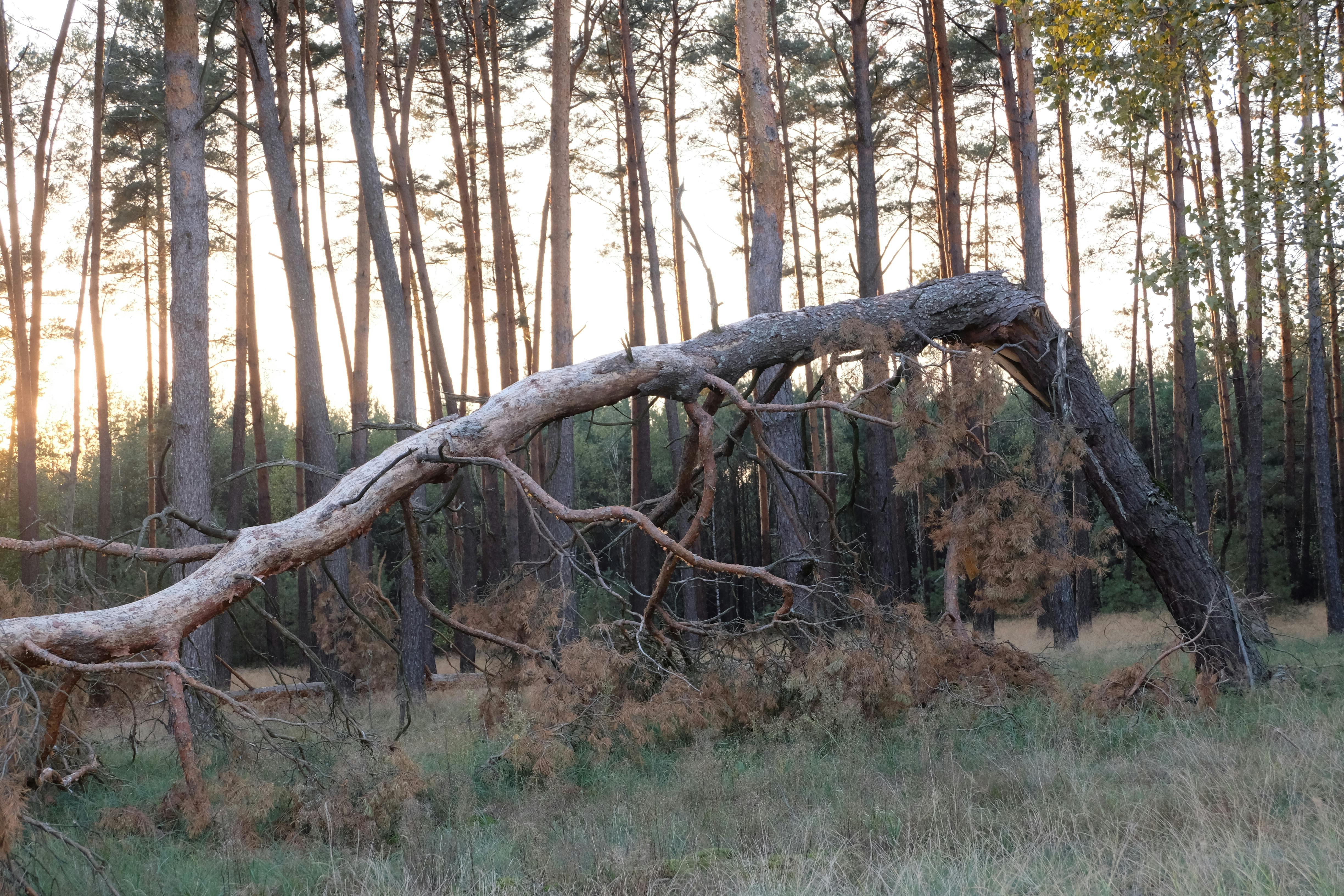 Fallen Tree in Sunlit Pine Forest · Free Stock Photo