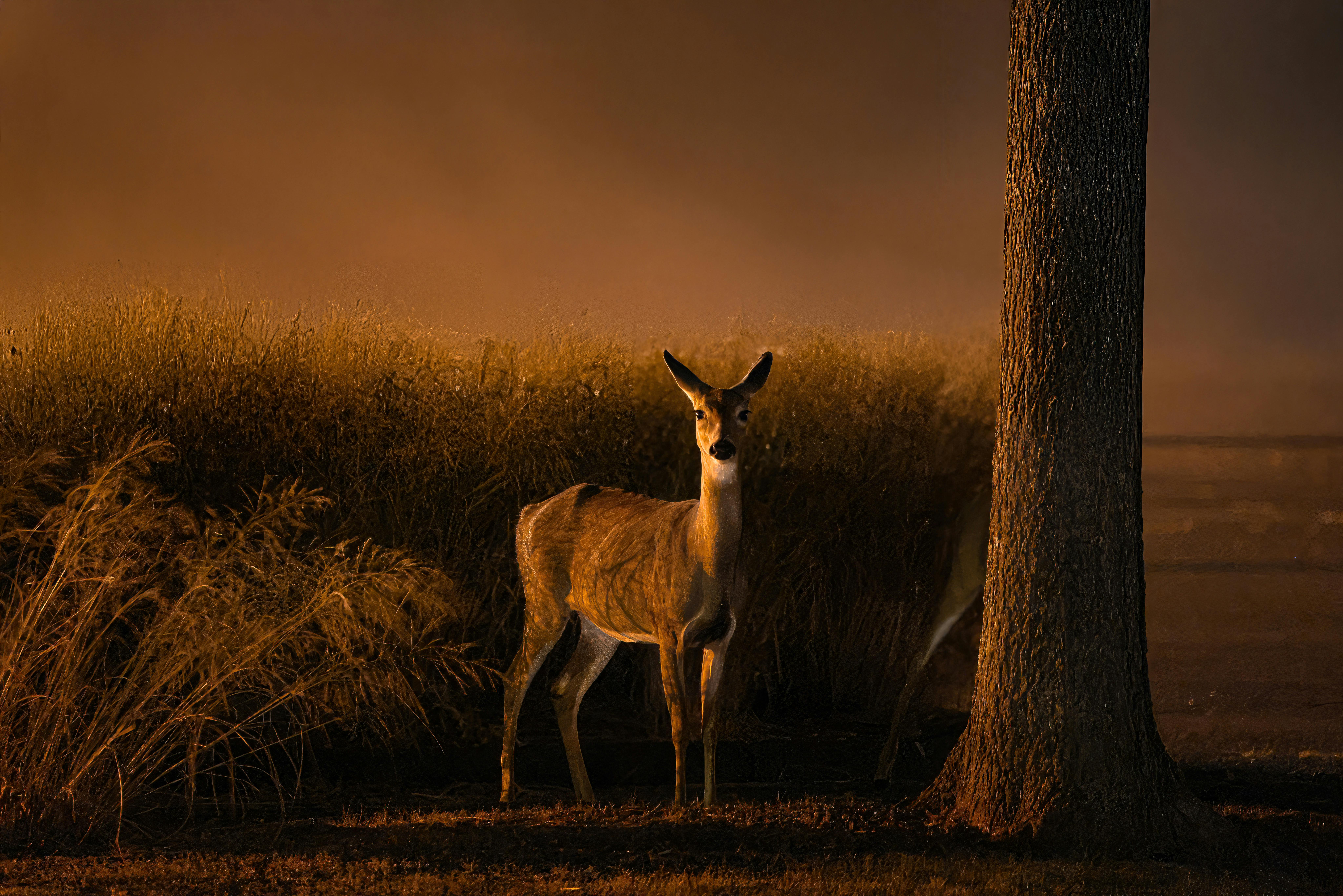 White-Tailed Deer in Twilight at Stamford Park · Free Stock Photo