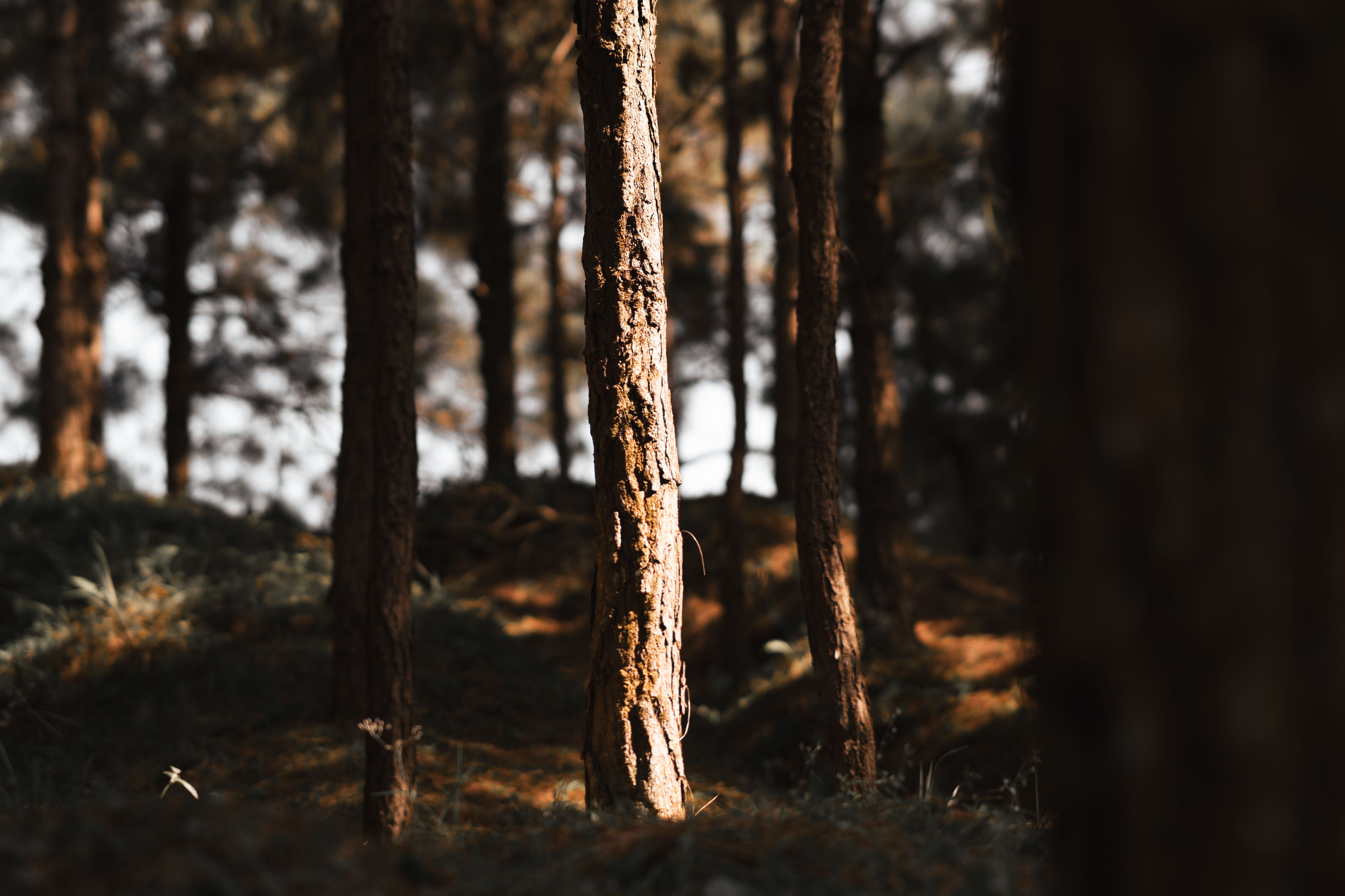 Napa Trees Photos, Download The BEST Free Napa Trees Stock Photos & HD ...