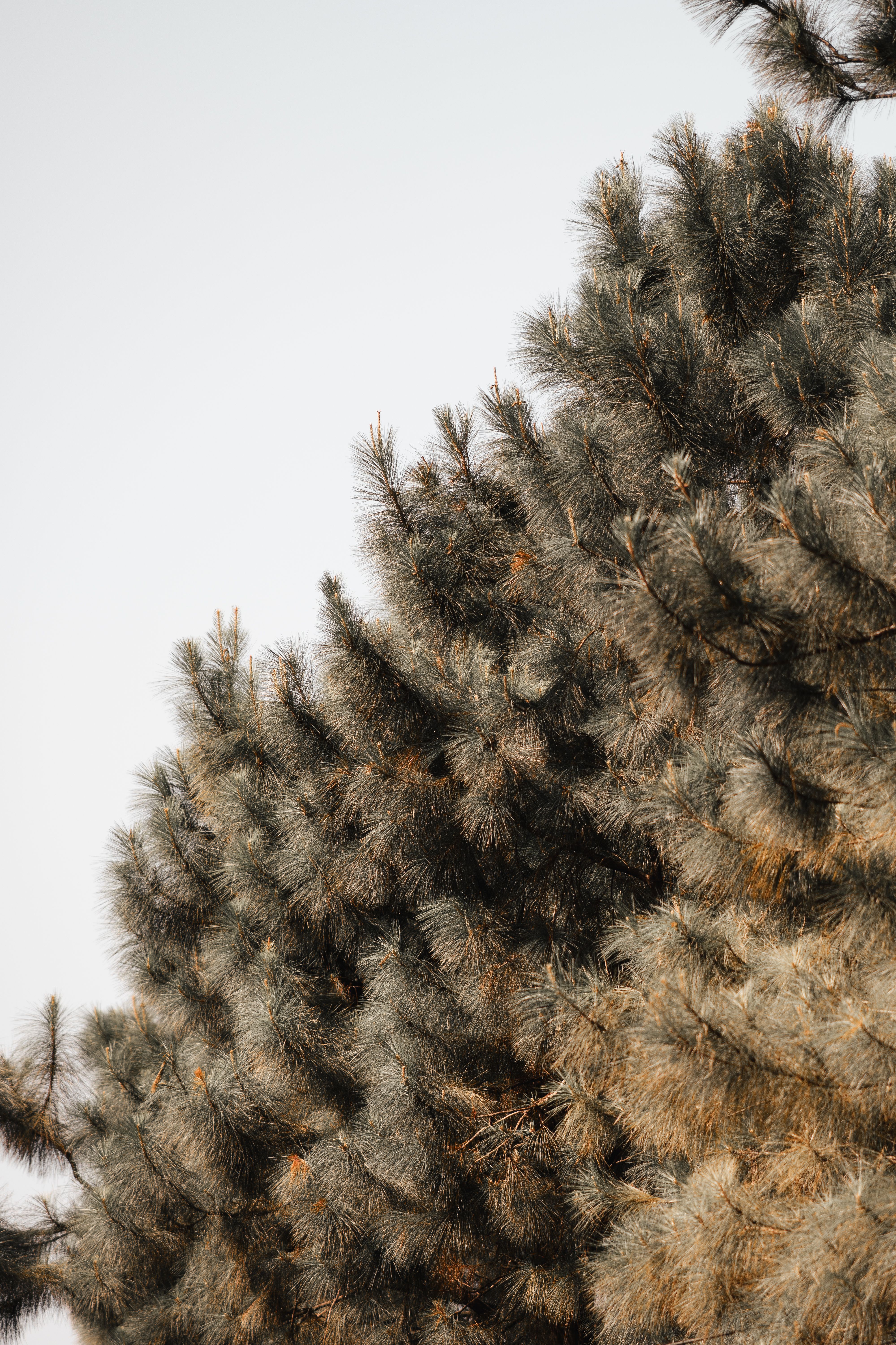 Serene Pine Tree Canopy Against Clear Sky · Free Stock Photo