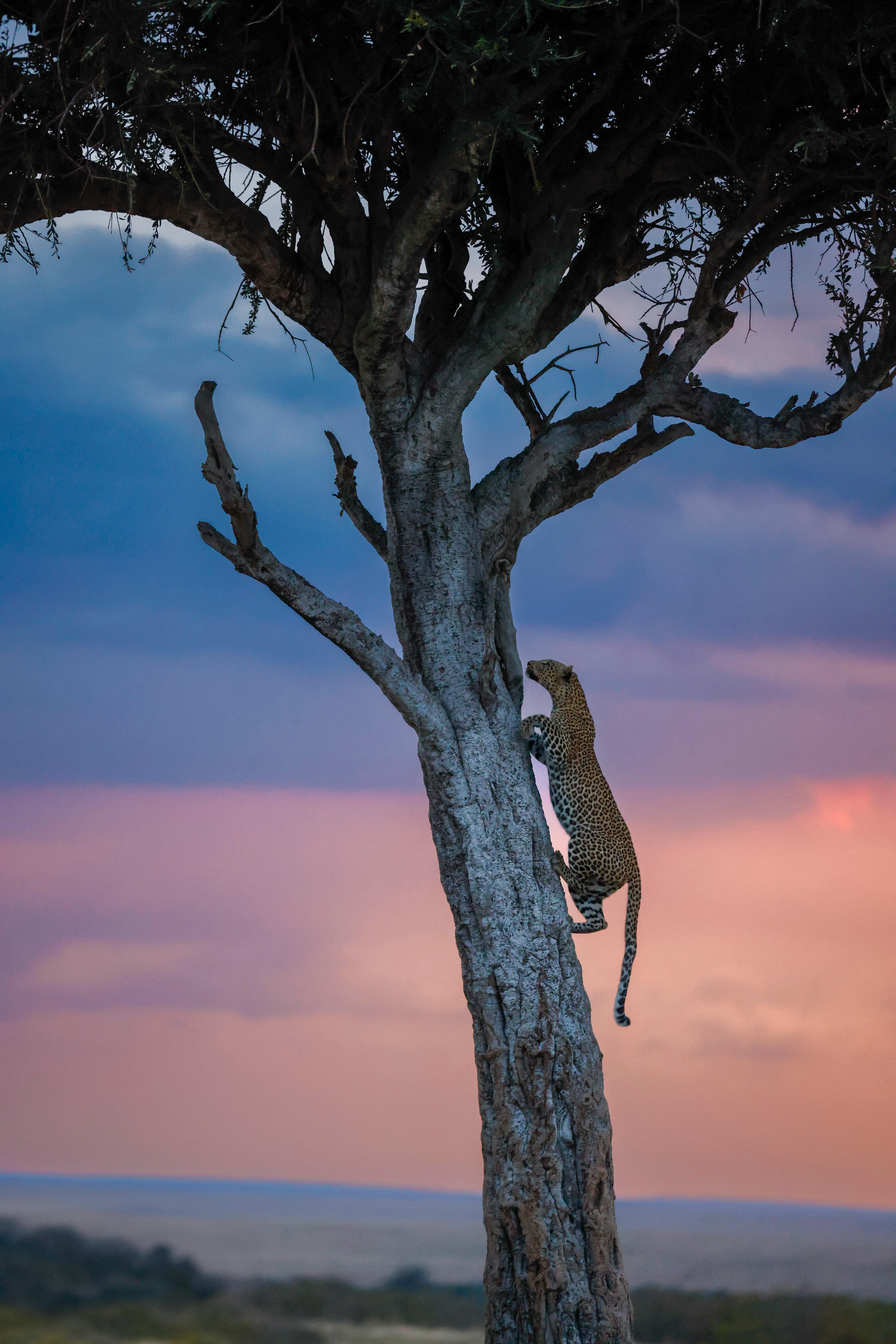 Majestic African Leopard in Kenyan Grasslands · Free Stock Photo