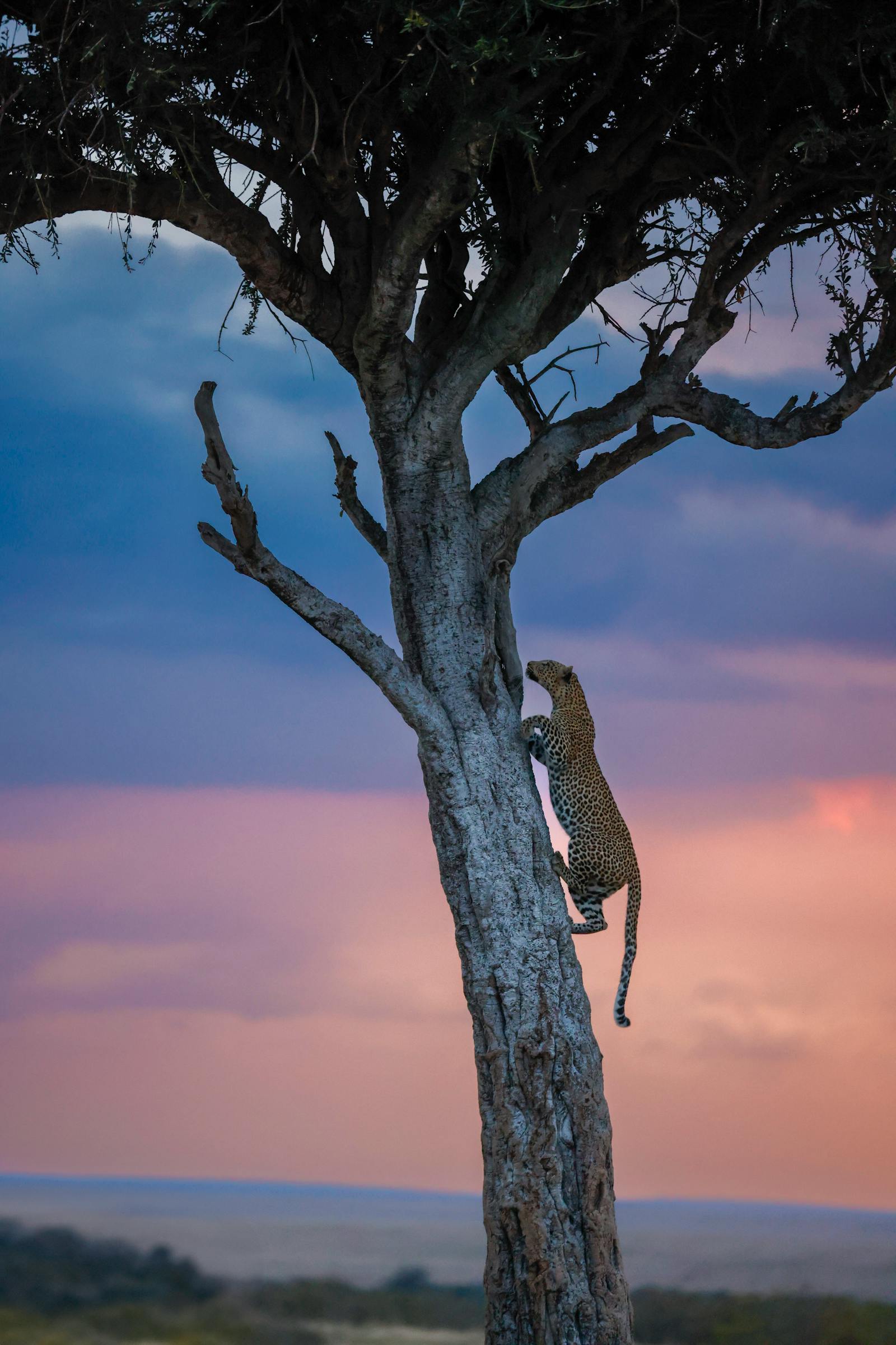 Safari Sunset Photos, Download The BEST Free Safari Sunset Stock Photos ...
