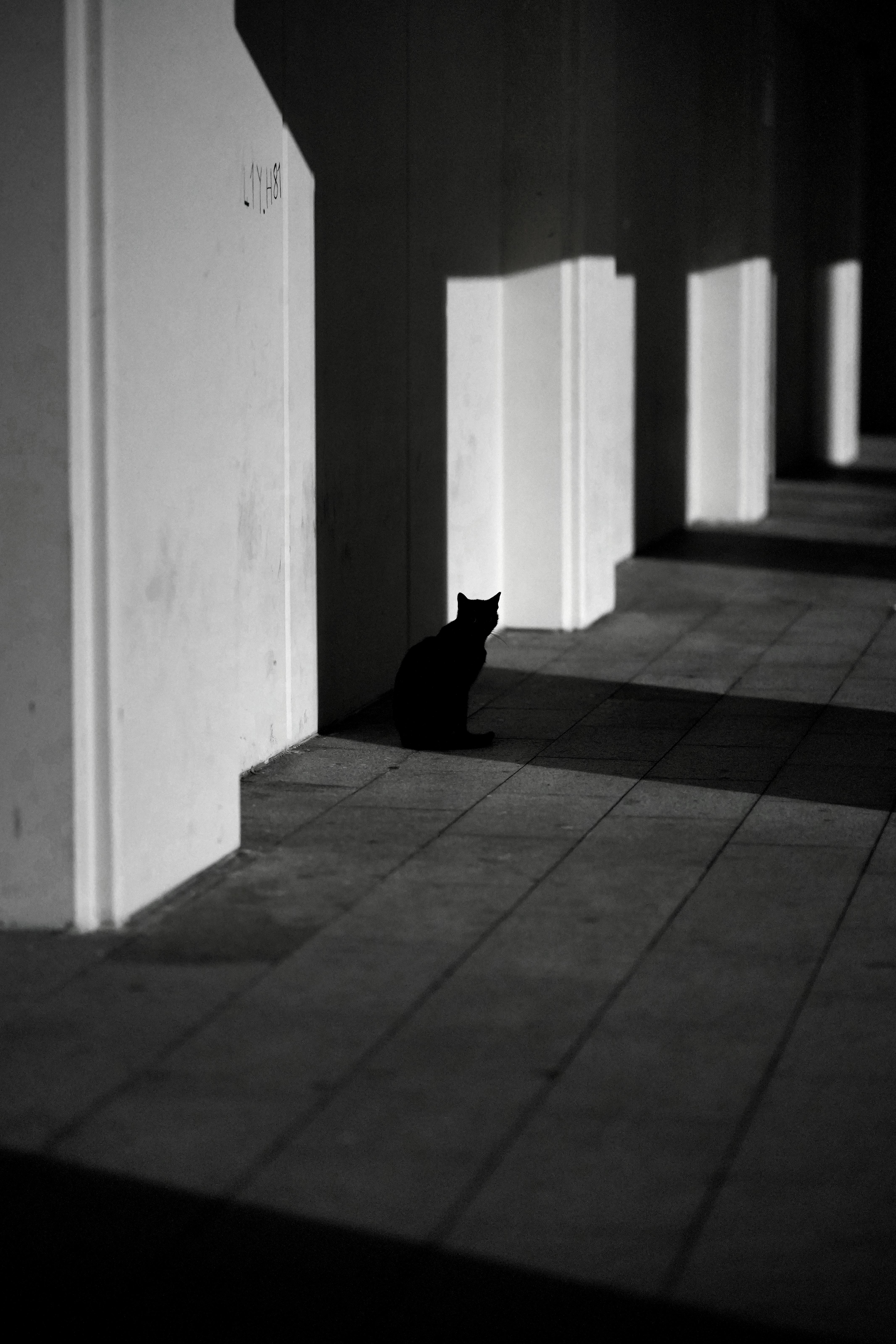 Dramatic Silhouette of Cat in Shadow · Free Stock Photo