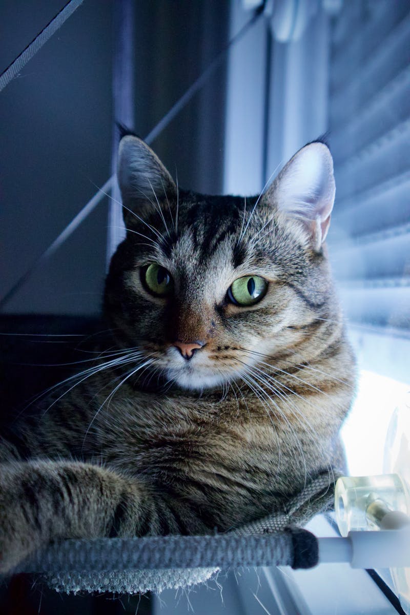 Freaky Cat Photos, Download The BEST Free Freaky Cat Stock Photos & HD ...