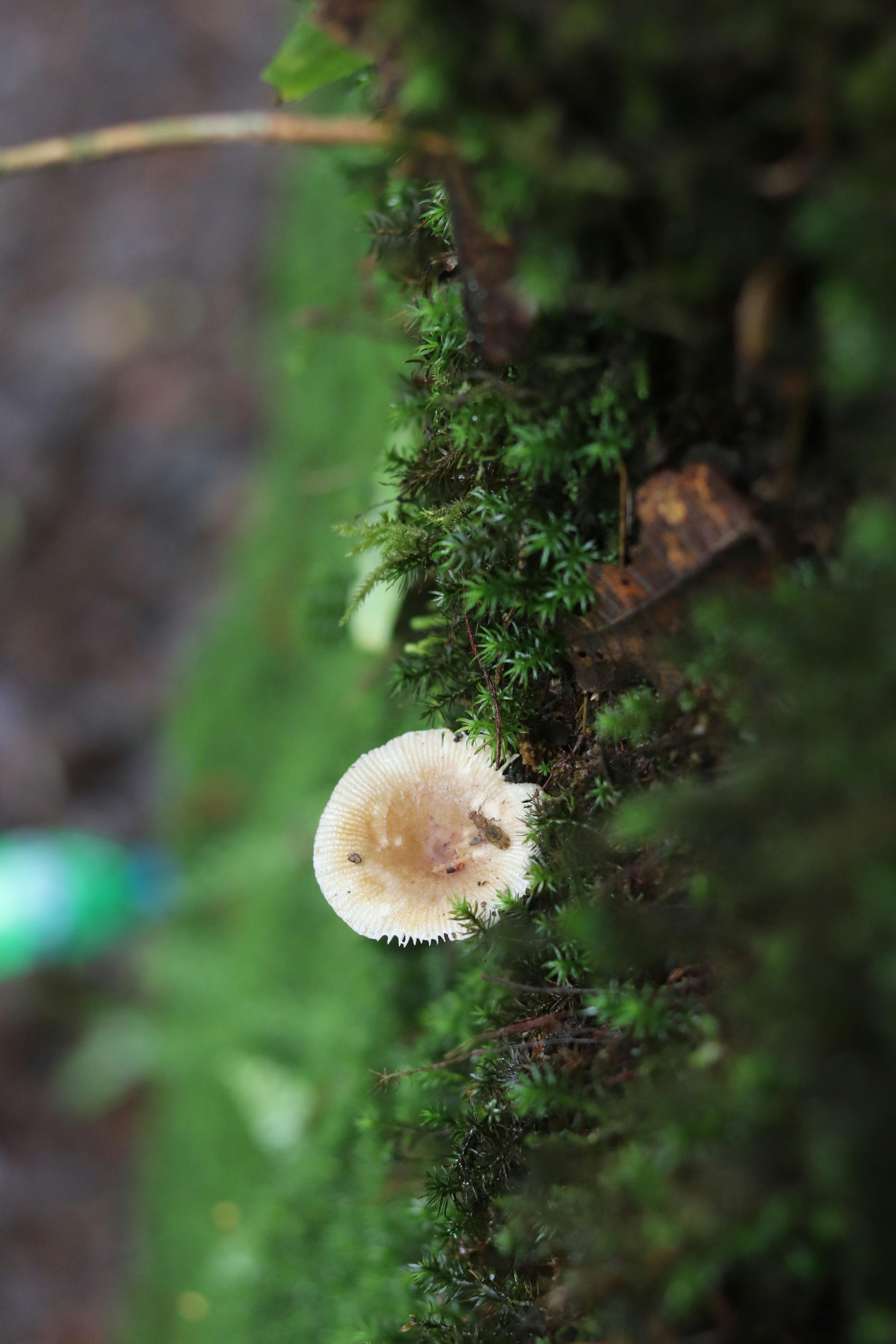 Satya Joshi - 攝影