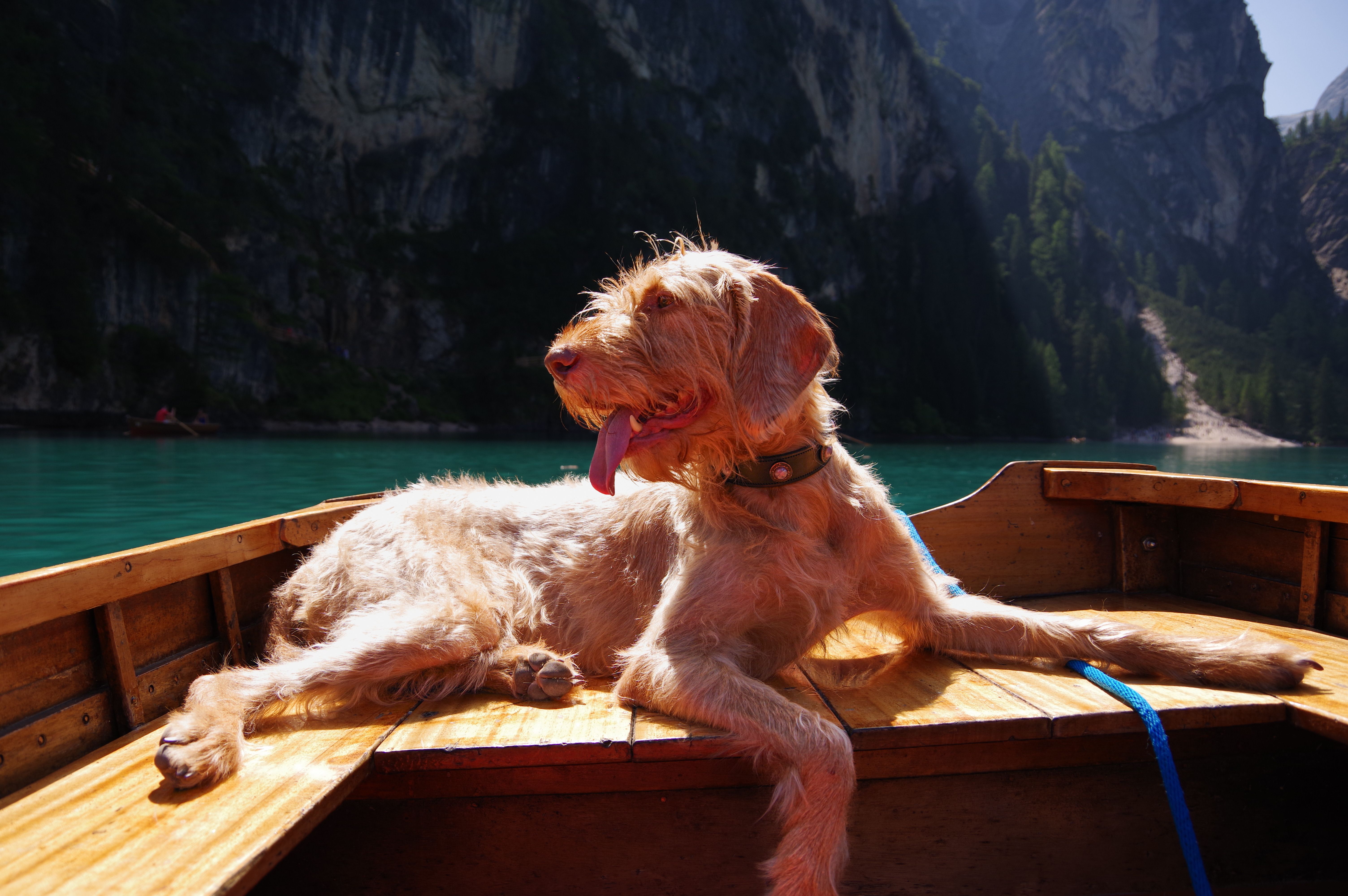 Dog Relaxing on a Boat in Scenic Lake View · Free Stock Photo