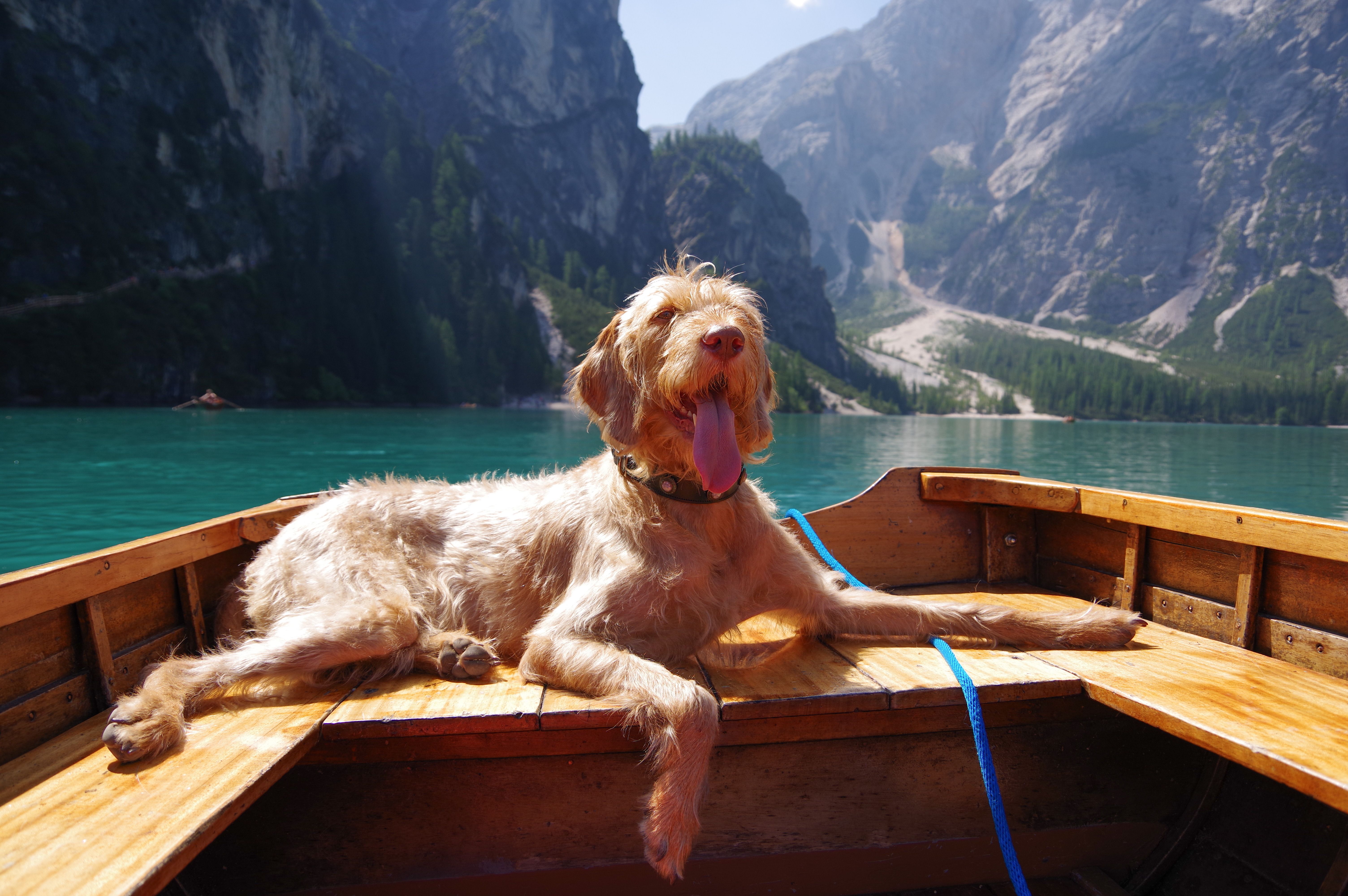 Happy dog relaxing on a boat in picturesque lake · Free Stock Photo