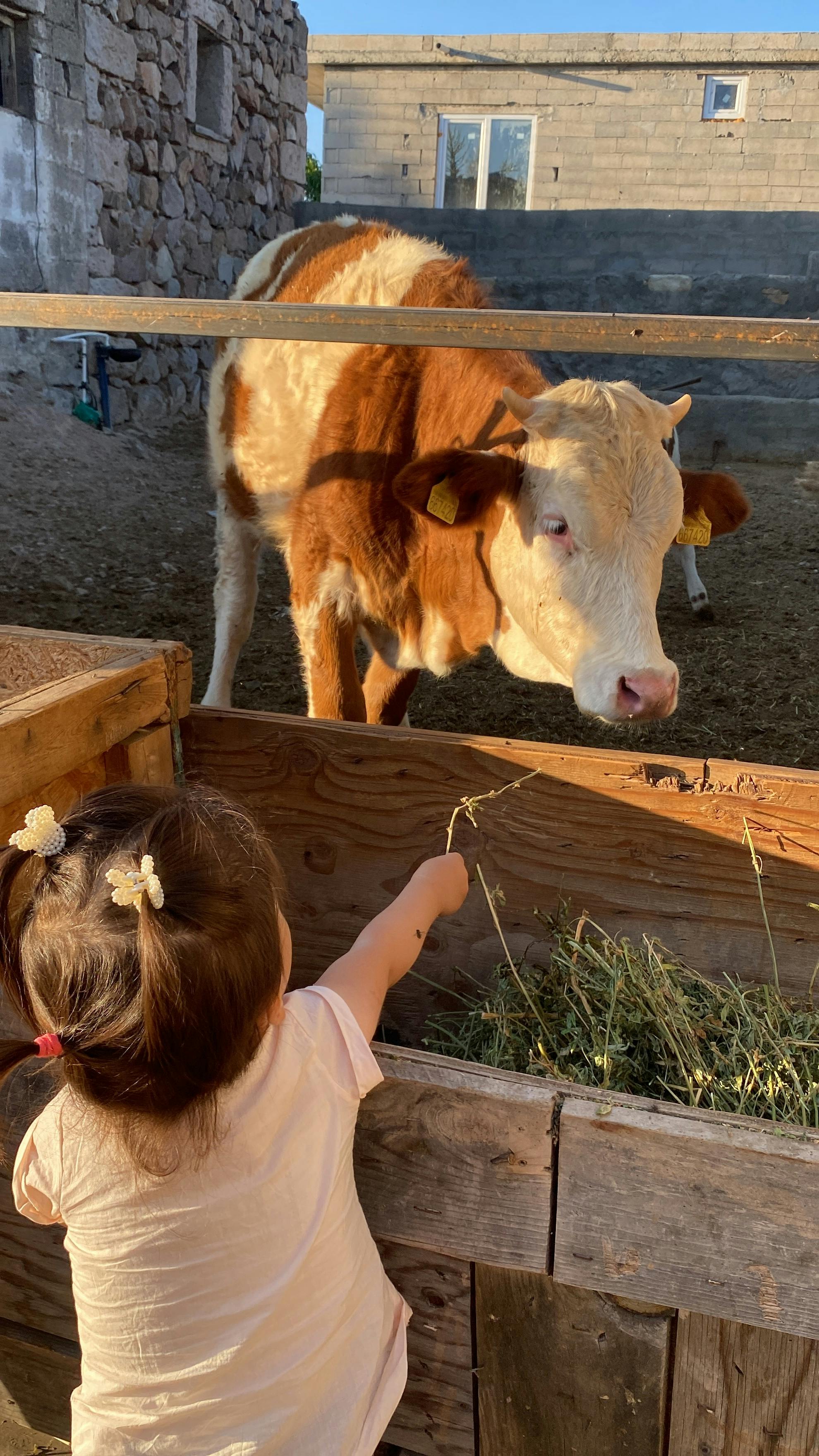 Farm Life Photos, Download The BEST Free Farm Life Stock Photos & HD Images