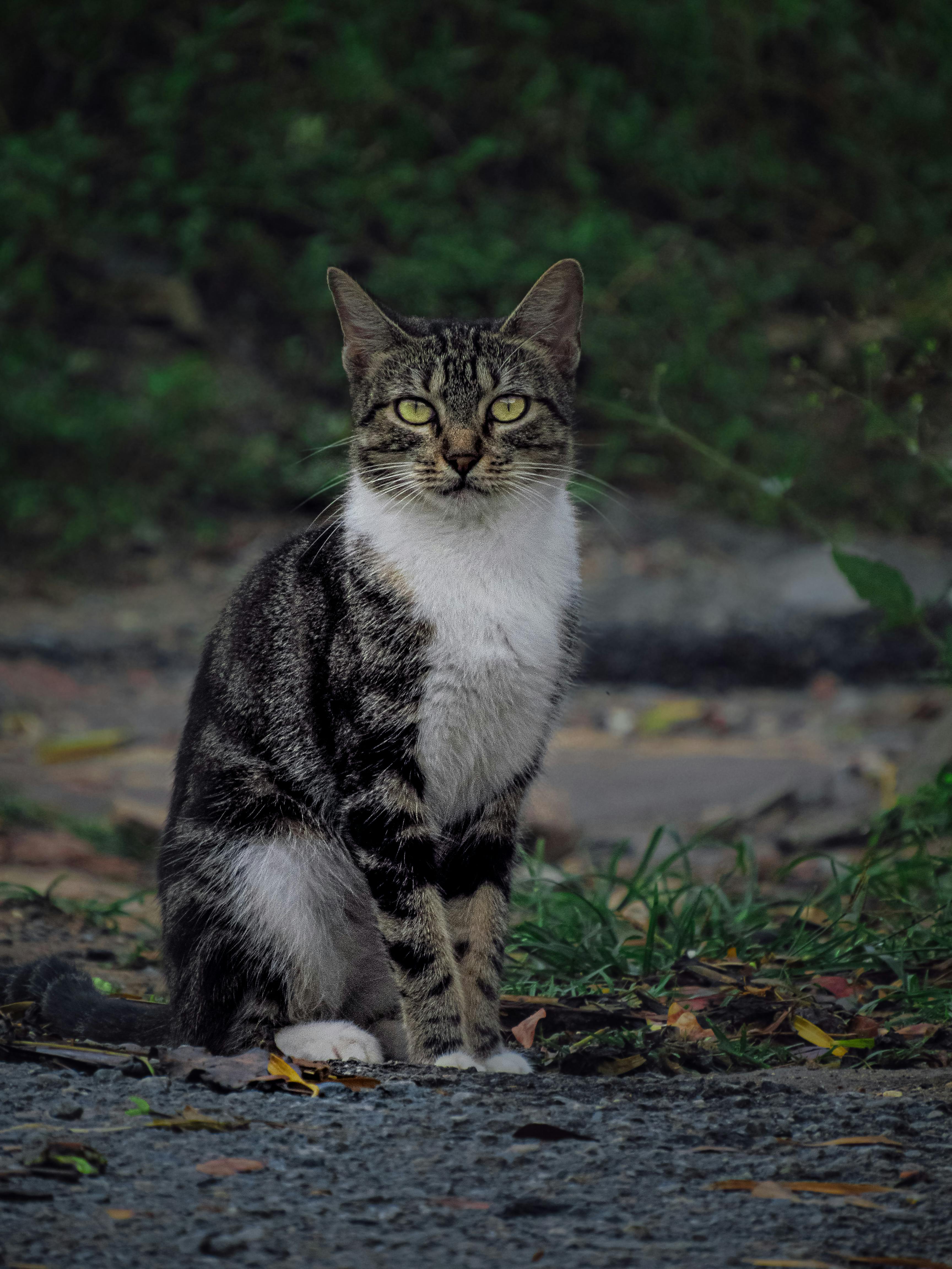 Retrato De Un Gato Rayado En Un Entorno Natural · Foto de stock gratuita