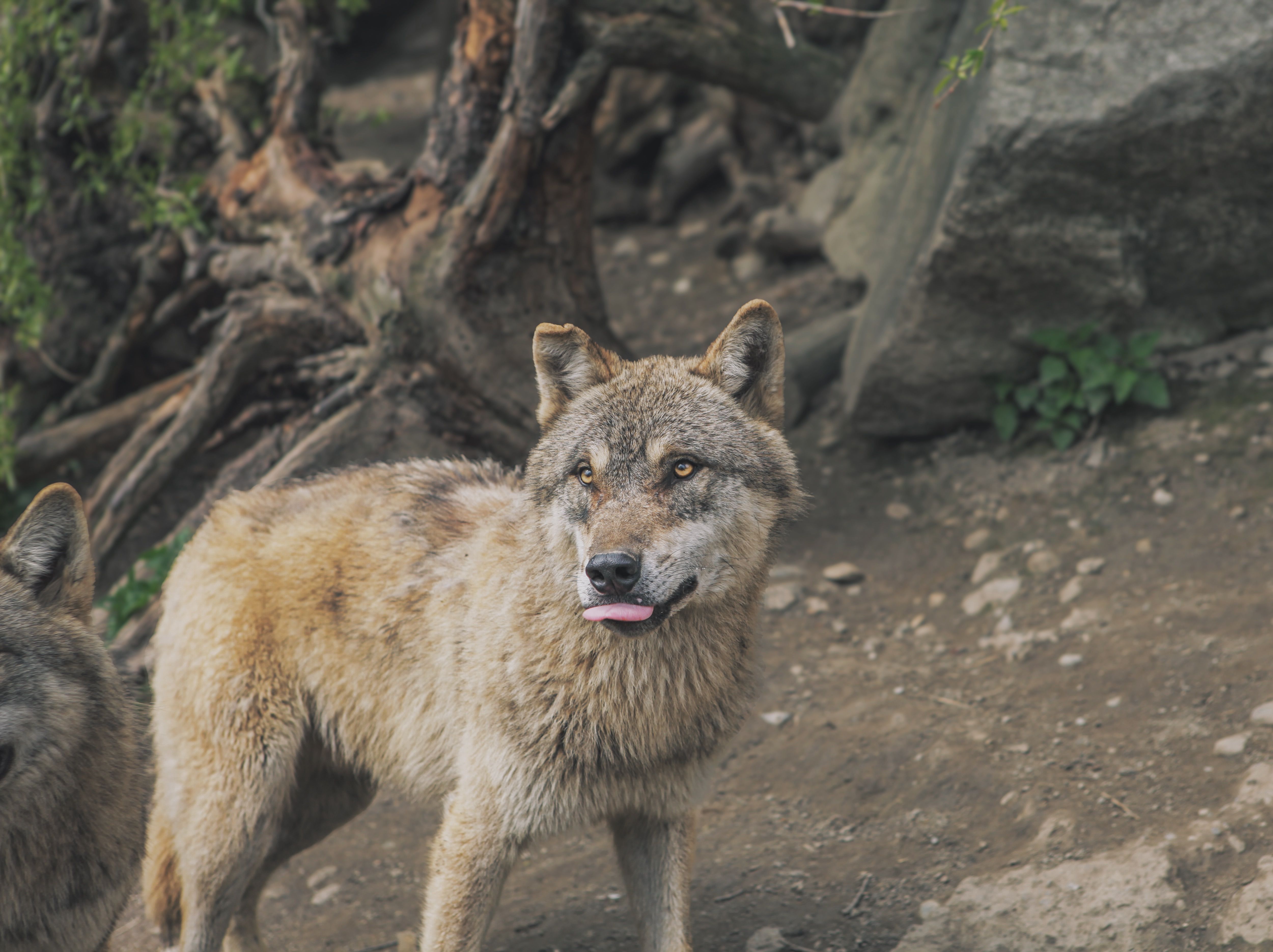Wild Wolf in Natural Habitat Outdoors · Free Stock Photo