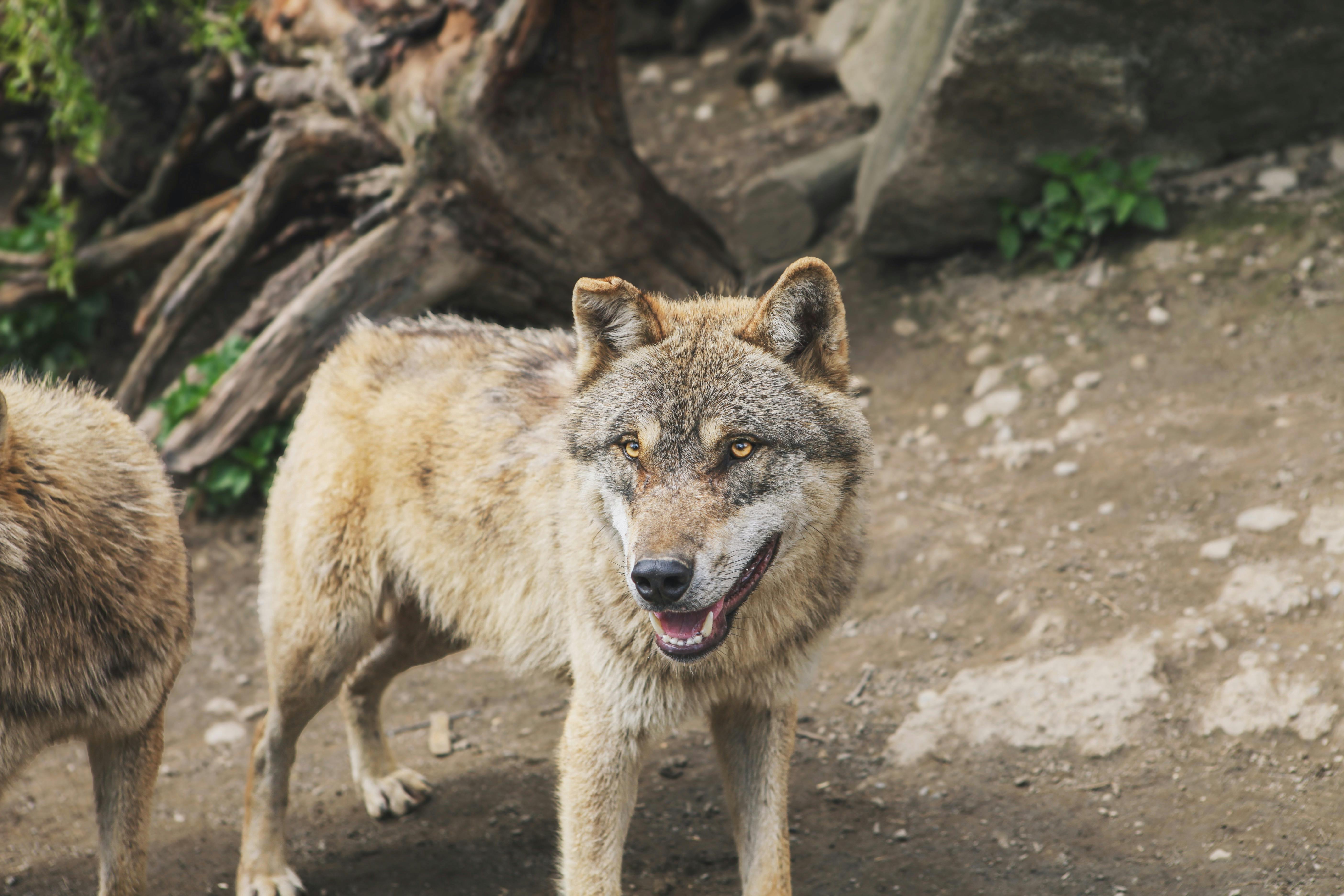 Snout Kart Photos, Download The BEST Free Snout Kart Stock Photos & HD ...