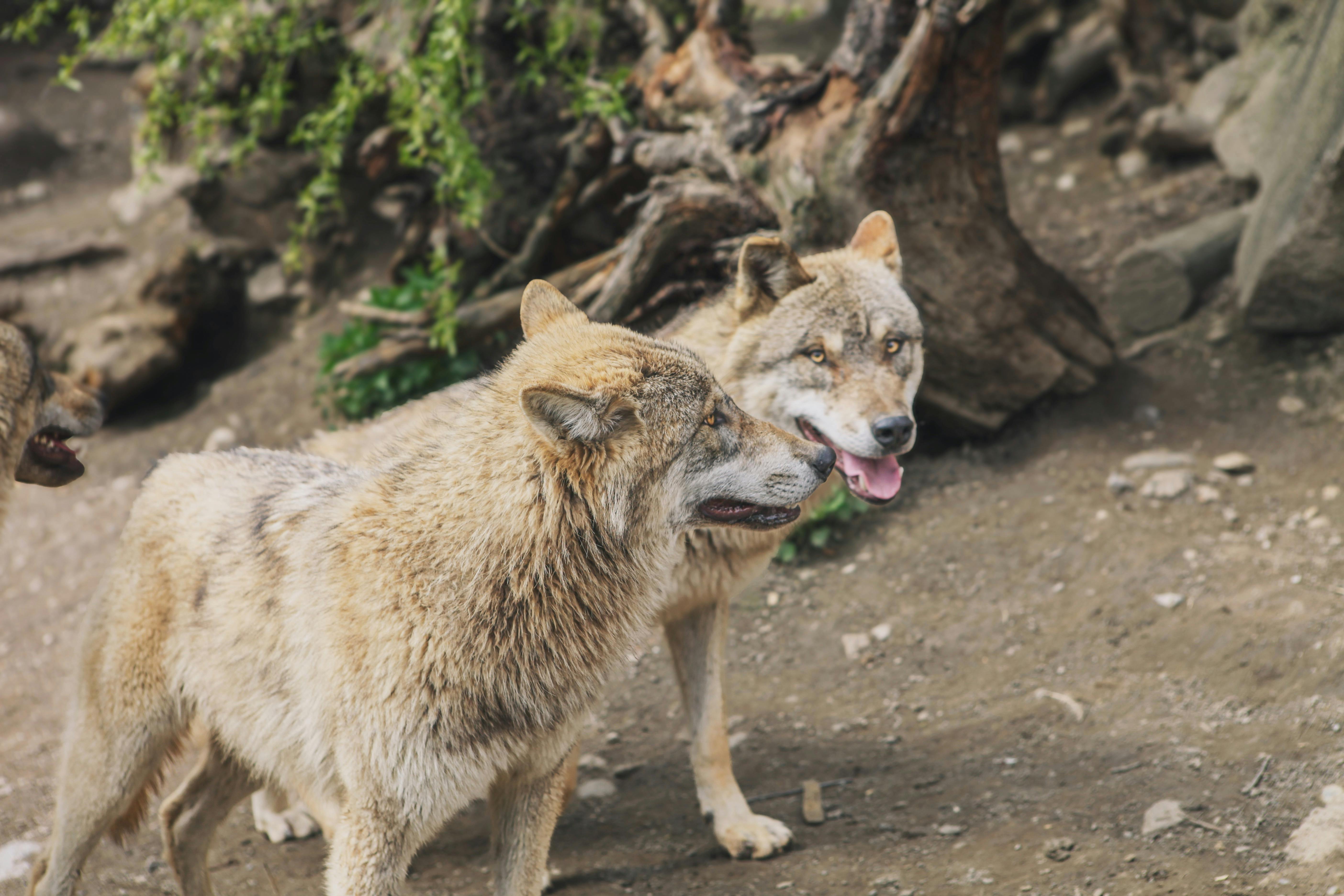 Pareja De Lobos En Hábitat Natural · Foto de stock gratuita