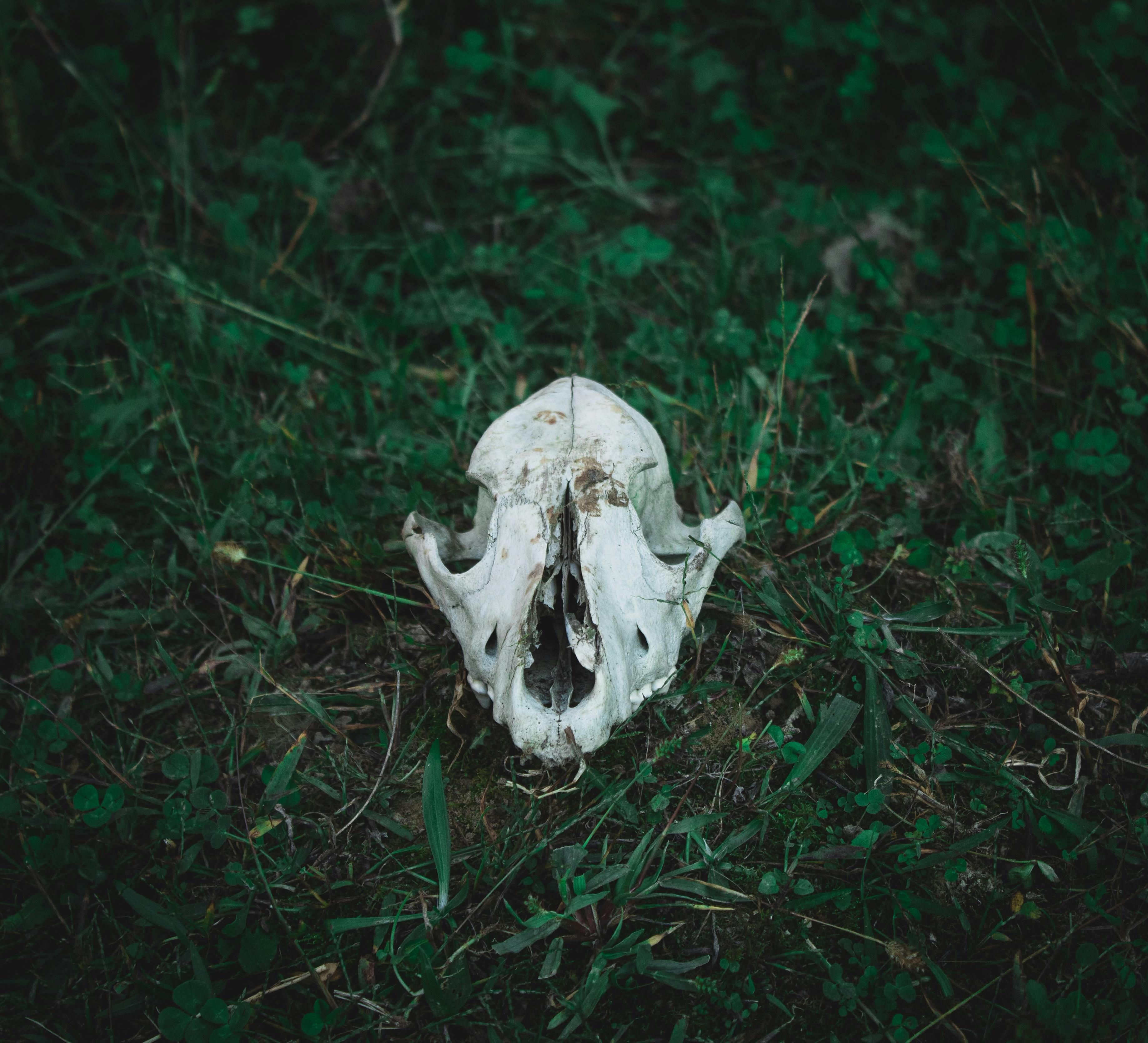 Animal Skull on Grass Background · Free Stock Photo