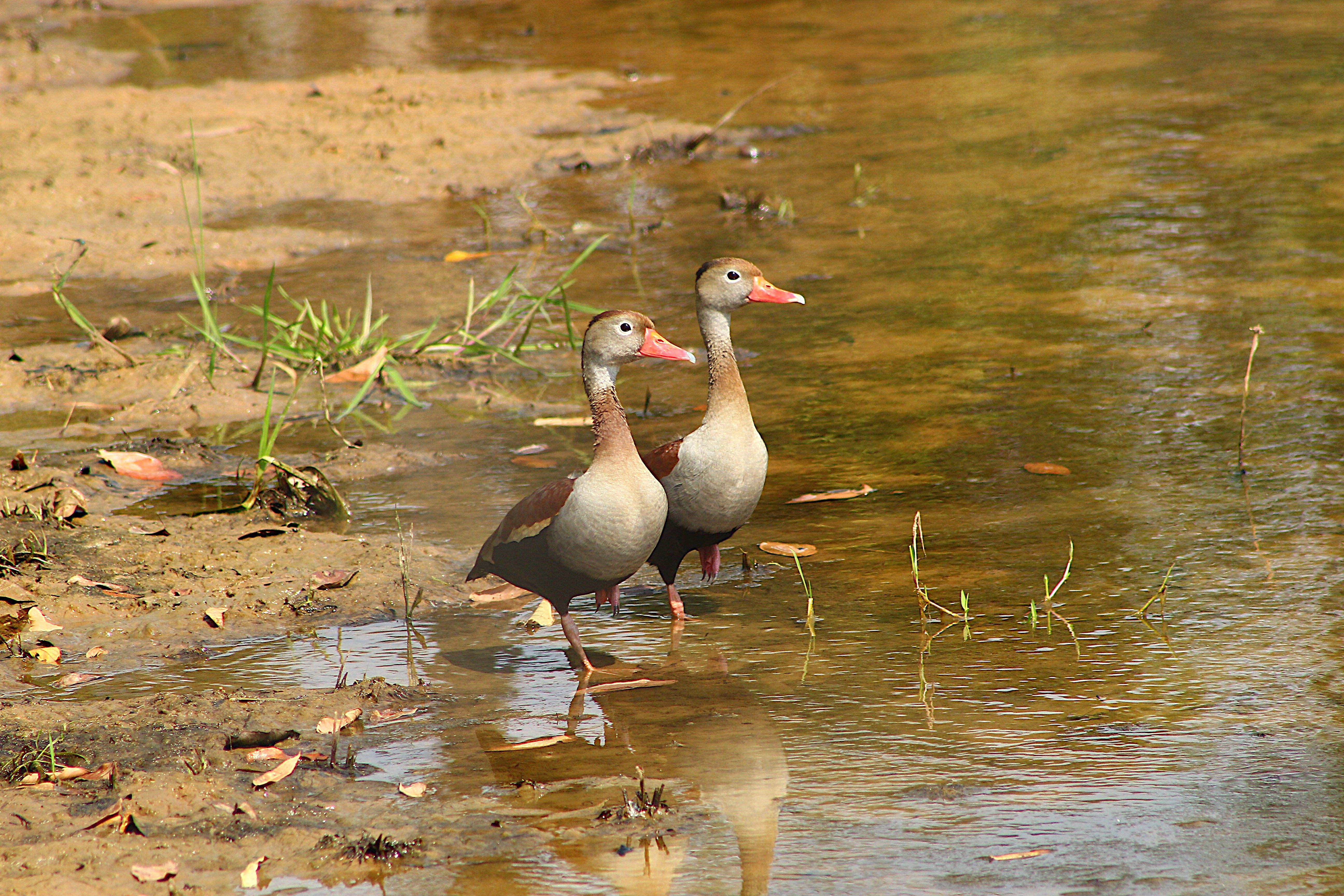 Pareja De Patos Vadeando En Humedales Brasileños · Foto de stock gratuita