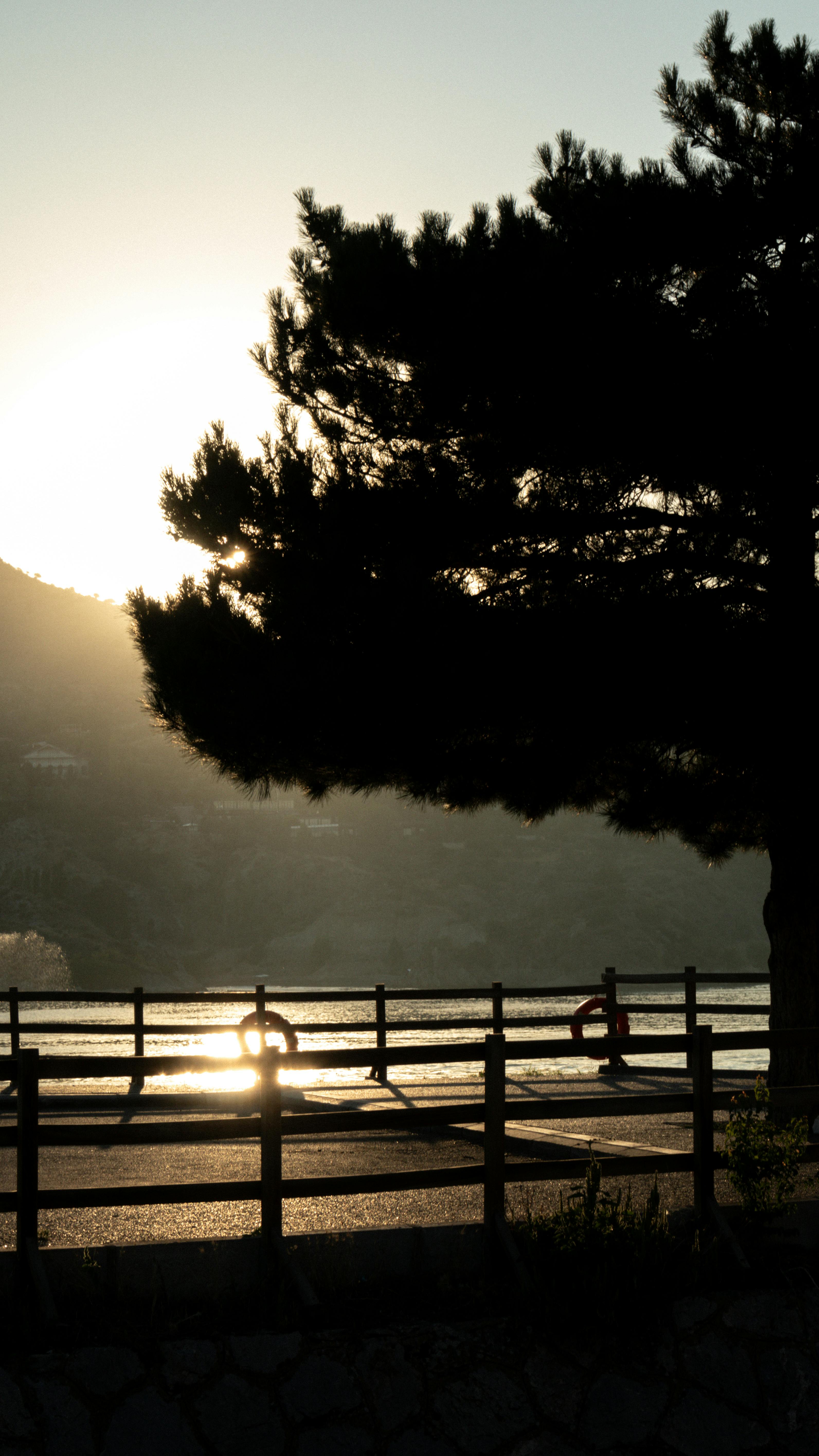 Sunset Silhouette Behind Lakeside Tree · Free Stock Photo