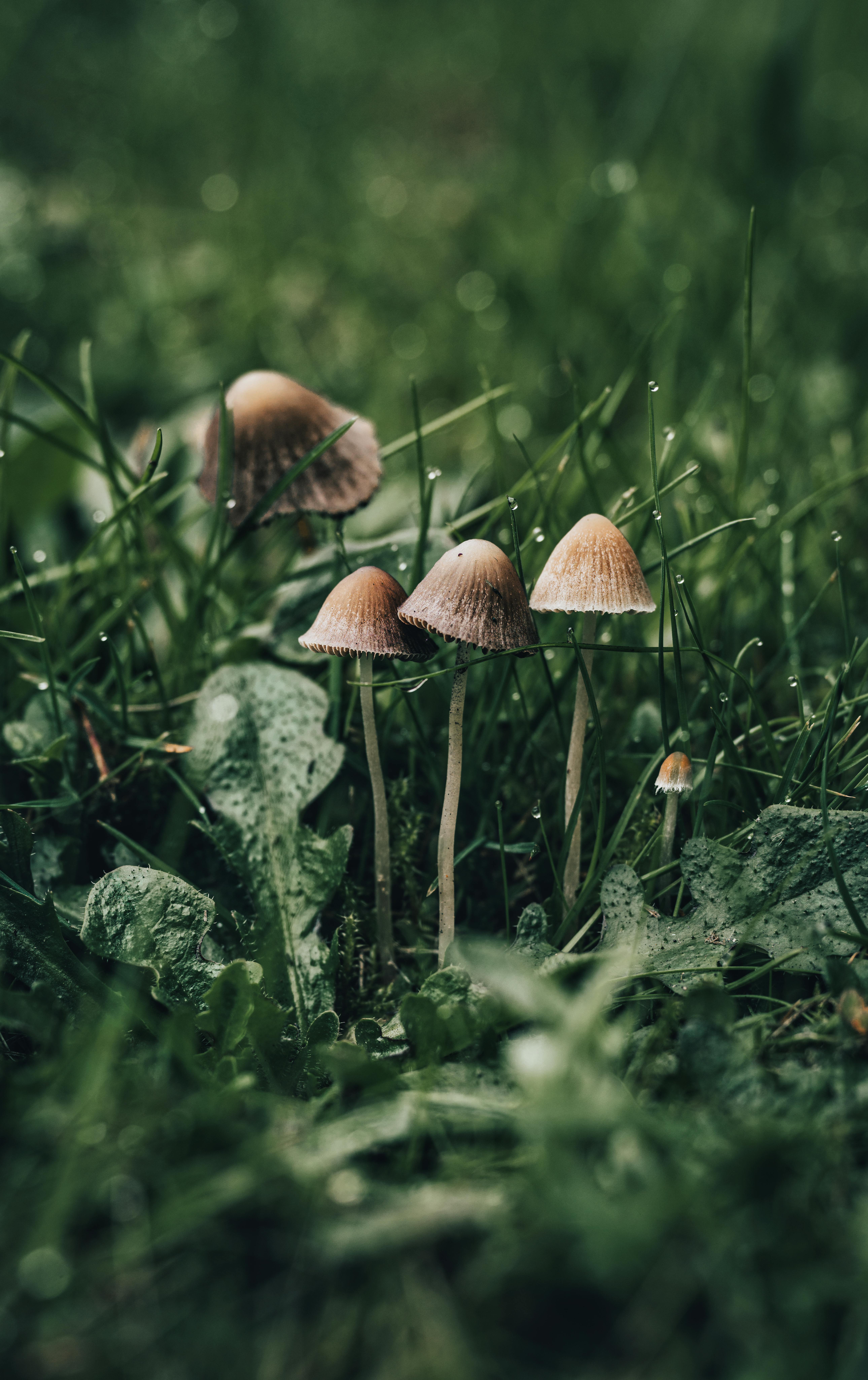 Three Brown Buttom Mushrooms Beside Grasses · Free Stock Photo