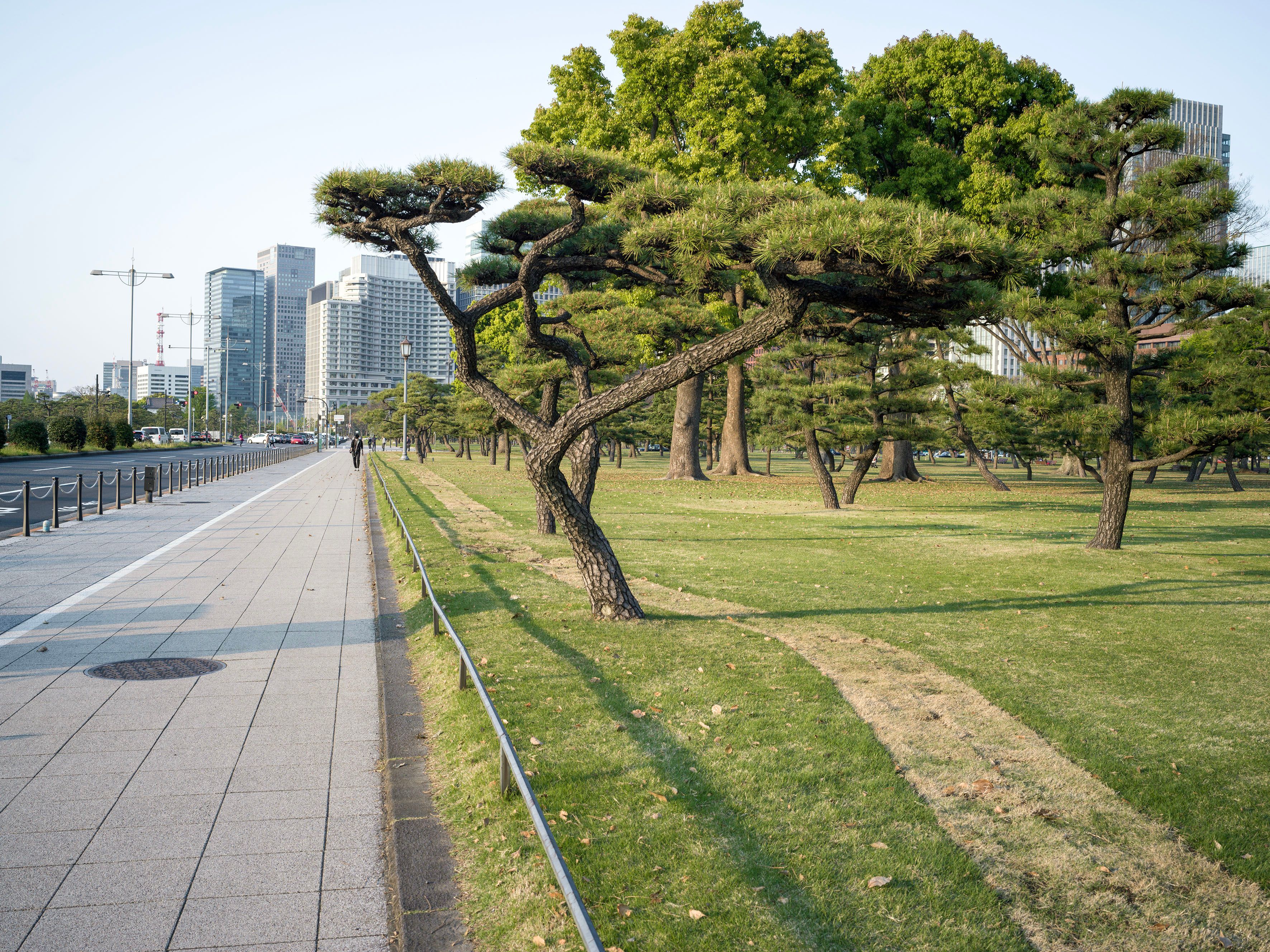 Japanese Pines Photos, Download The BEST Free Japanese Pines Stock ...