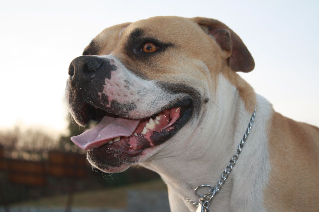 Molosser Dogs: Breed History, Care, and Training Essentials