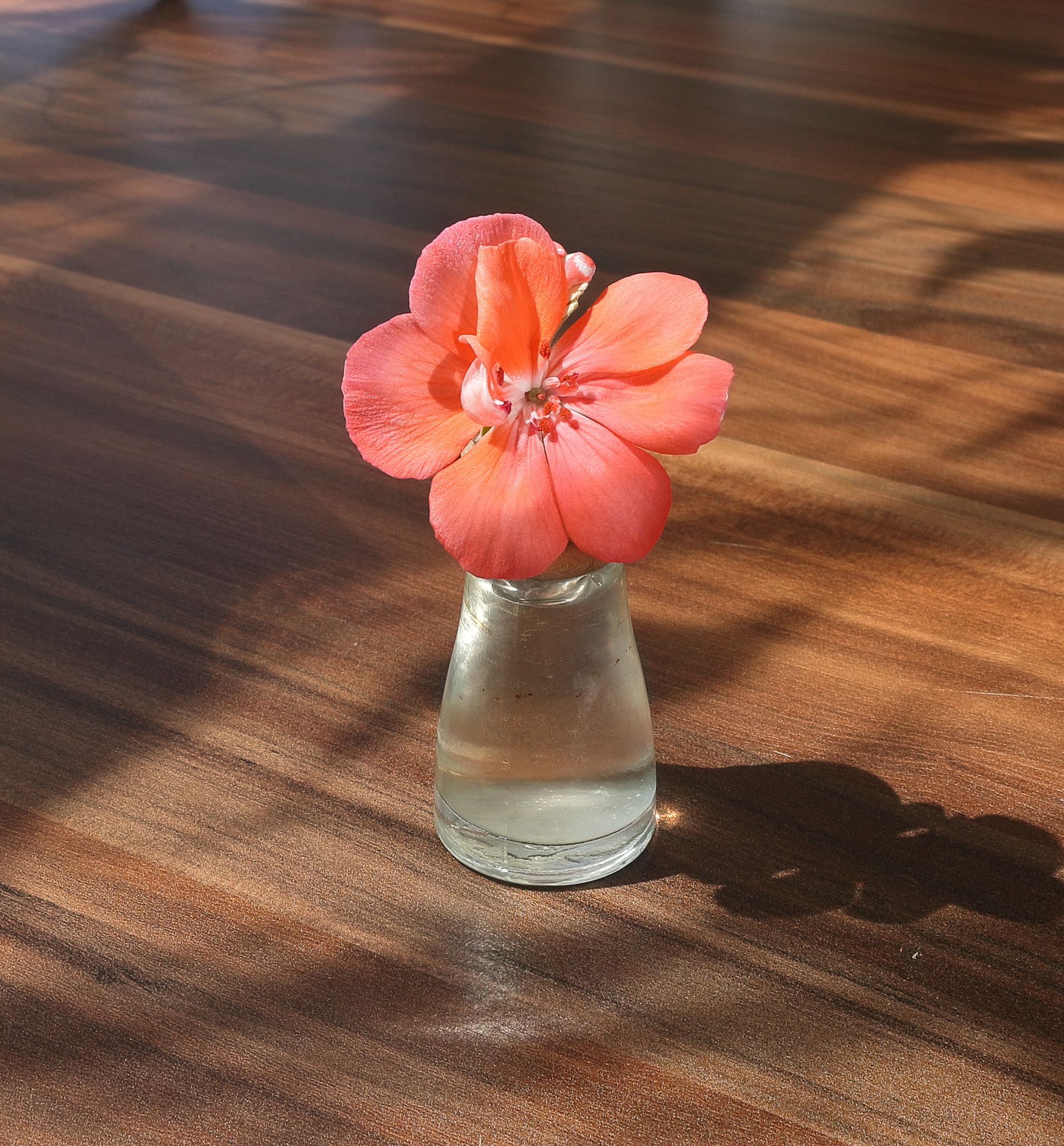 Elegant Peach Flower in a Minimal Glass Vase · Free Stock Photo