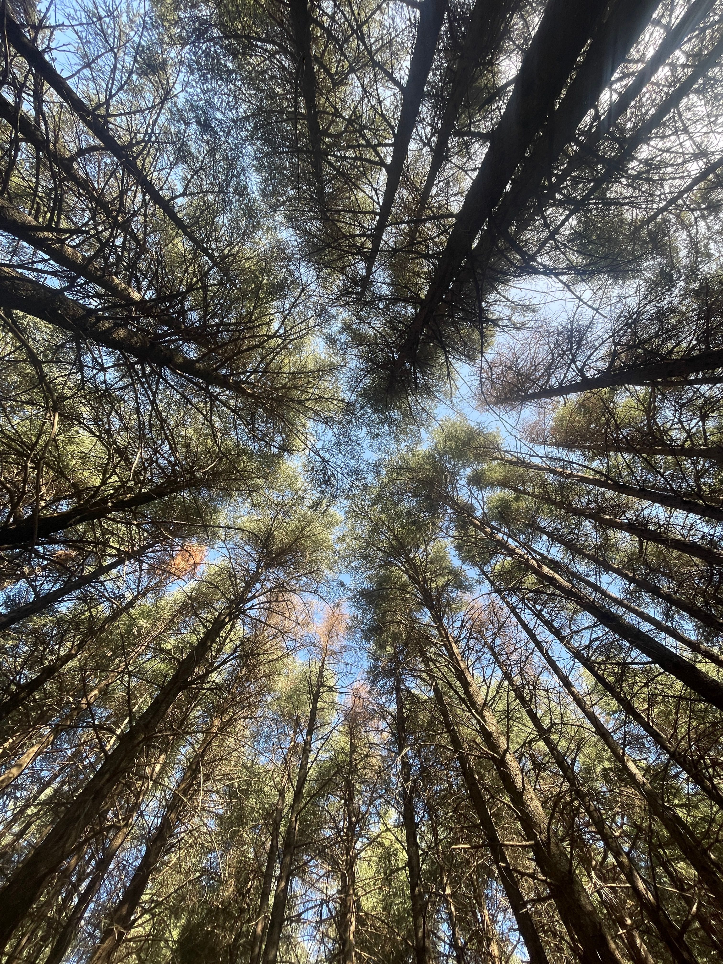 Majestic Pine Trees in Serene Forest Canopy · Free Stock Photo