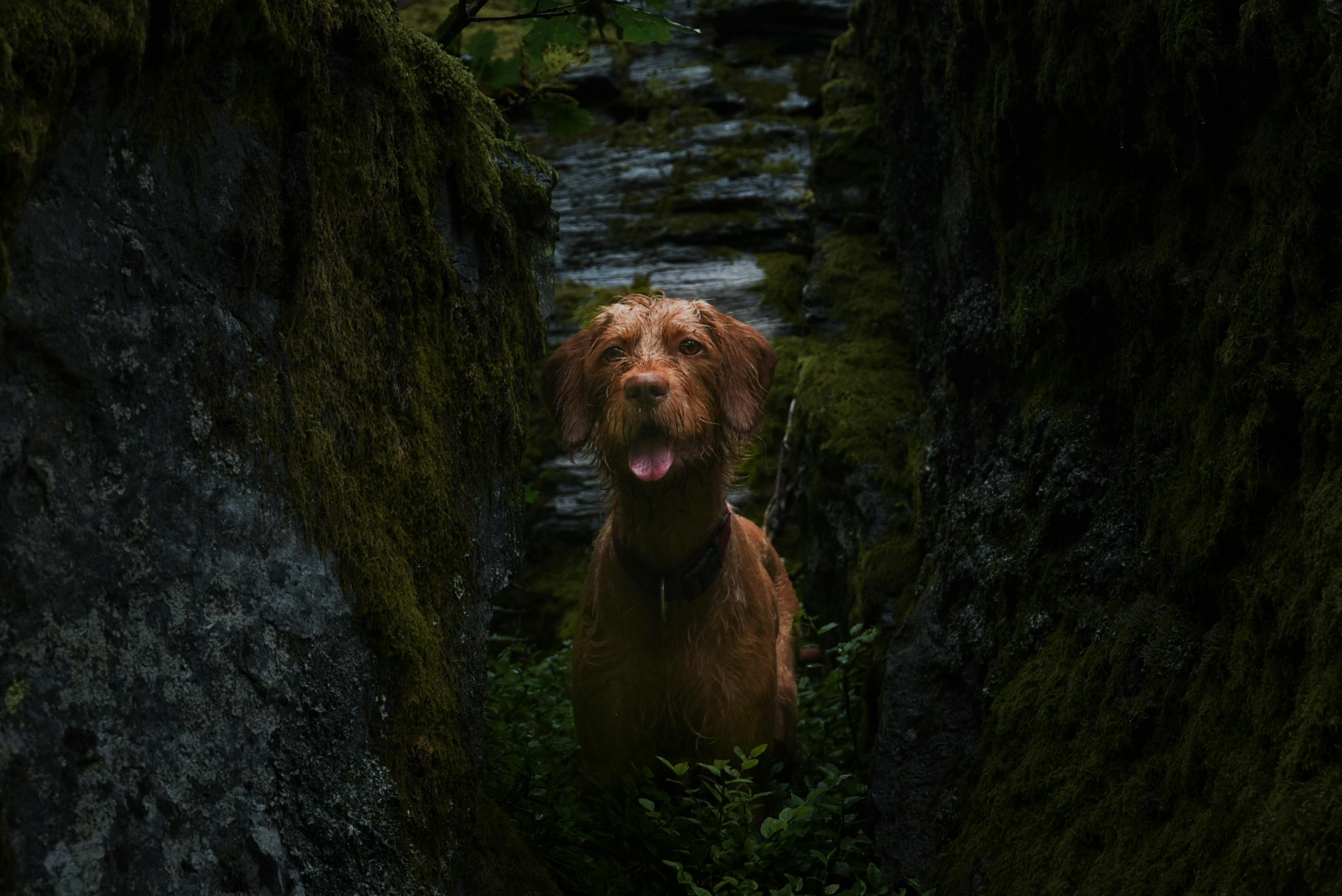Dog in a Mossy Forest Ravine · Free Stock Photo
