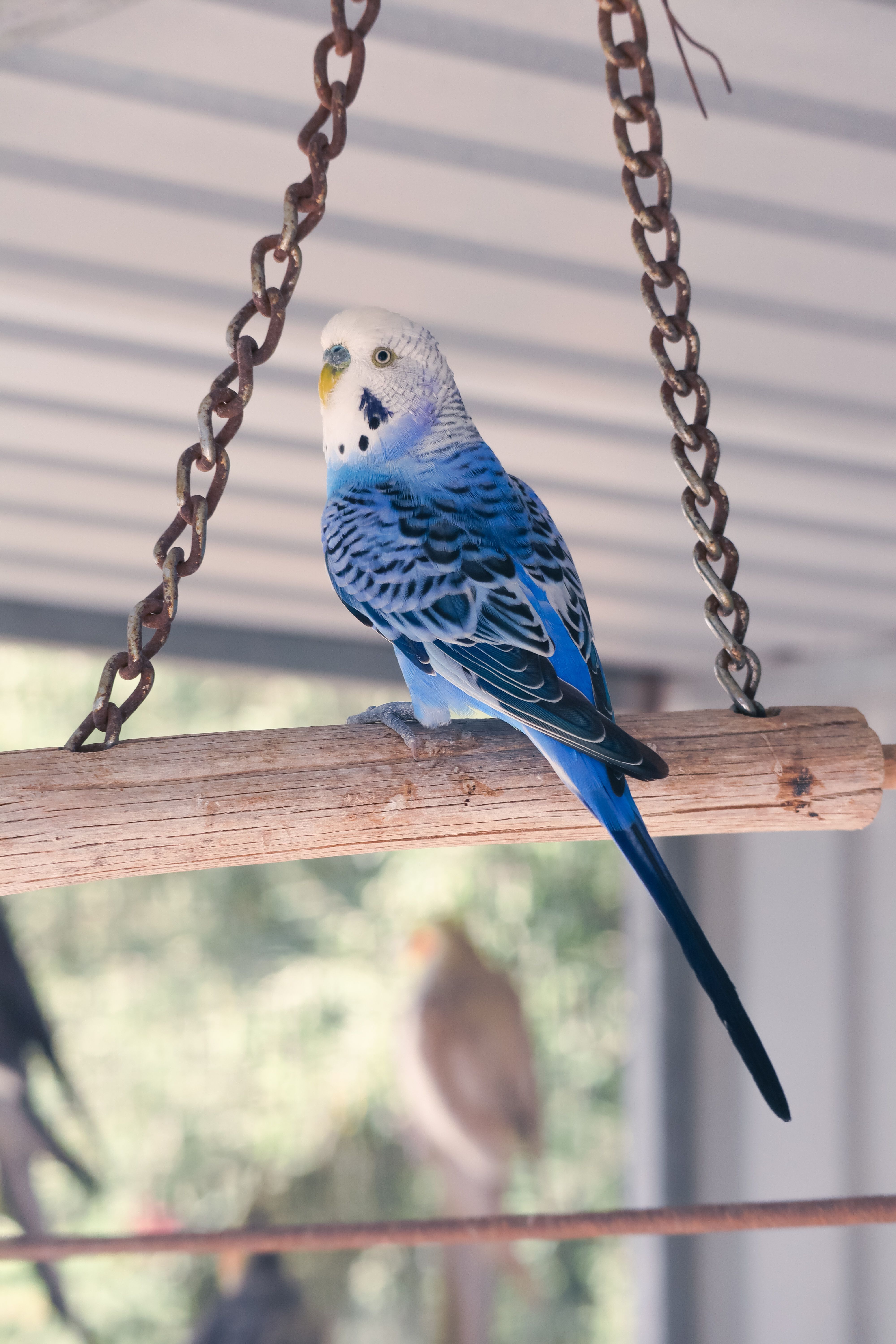 Hanging Perch Photos, Download The BEST Free Hanging Perch Stock Photos ...
