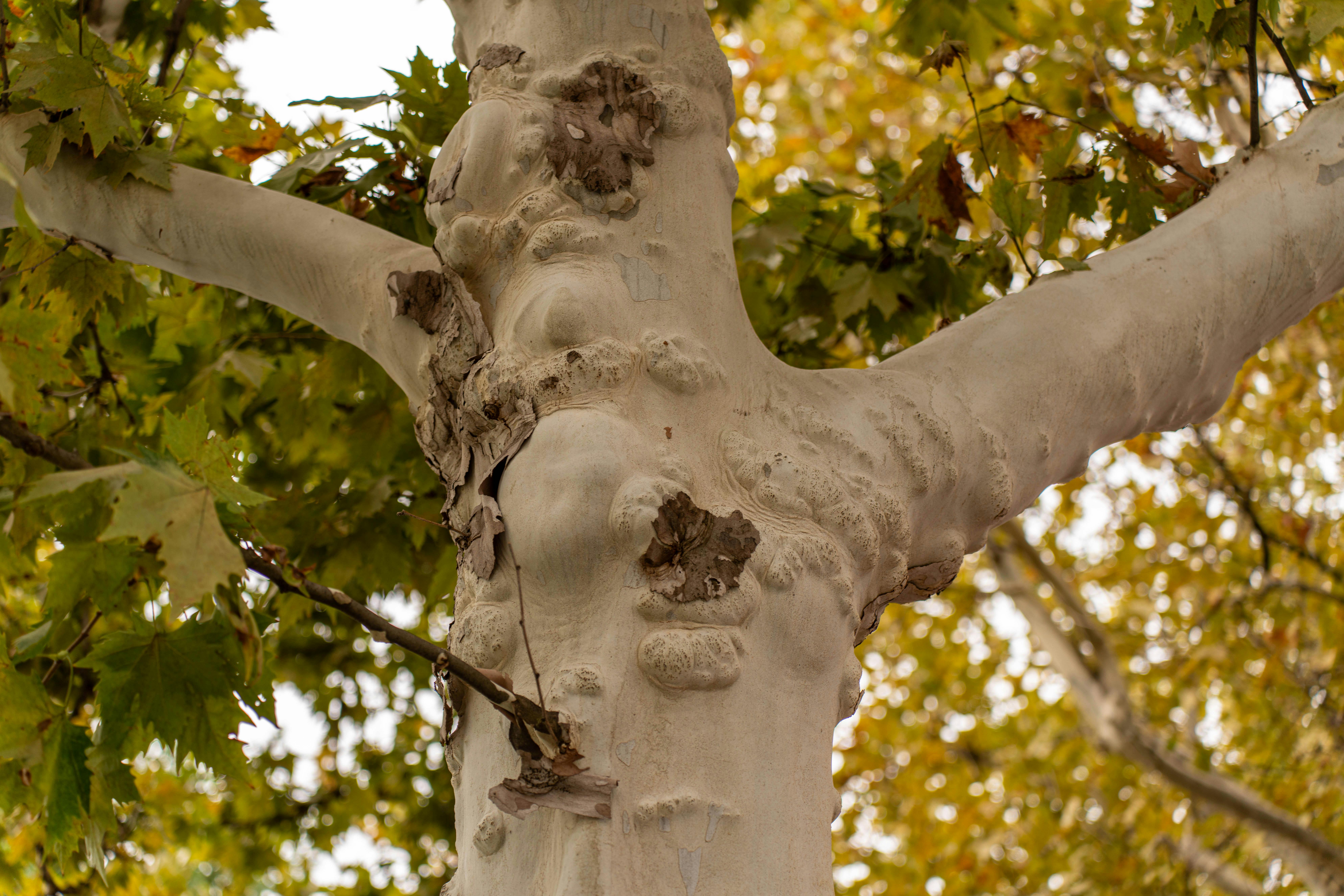 Close-up of a Plane Tree Trunk with Green Leaves · Free Stock Photo